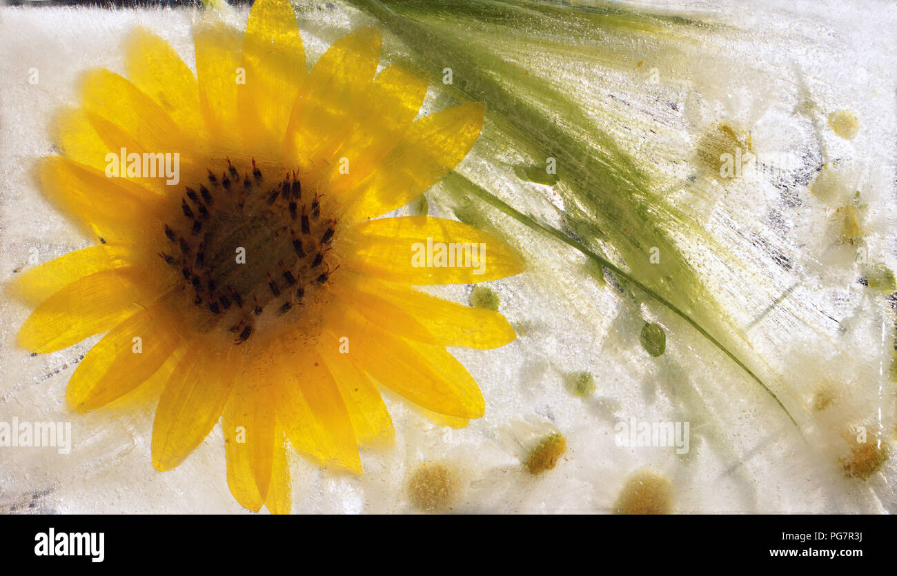 Dead frozen sunflower hi-res stock photography and images - Alamy