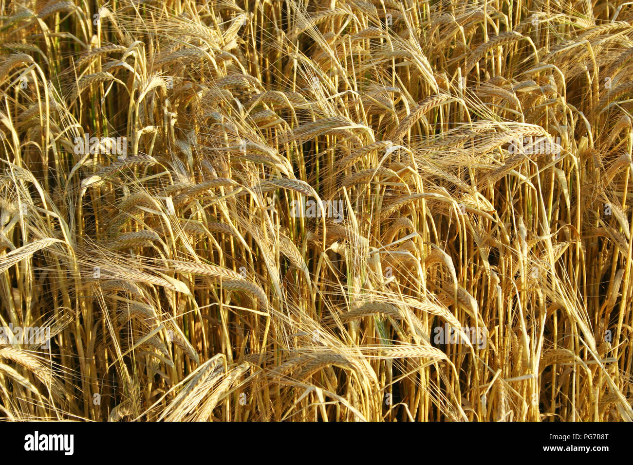 Golden field of wheat in afternoon sun Stock Photo - Alamy