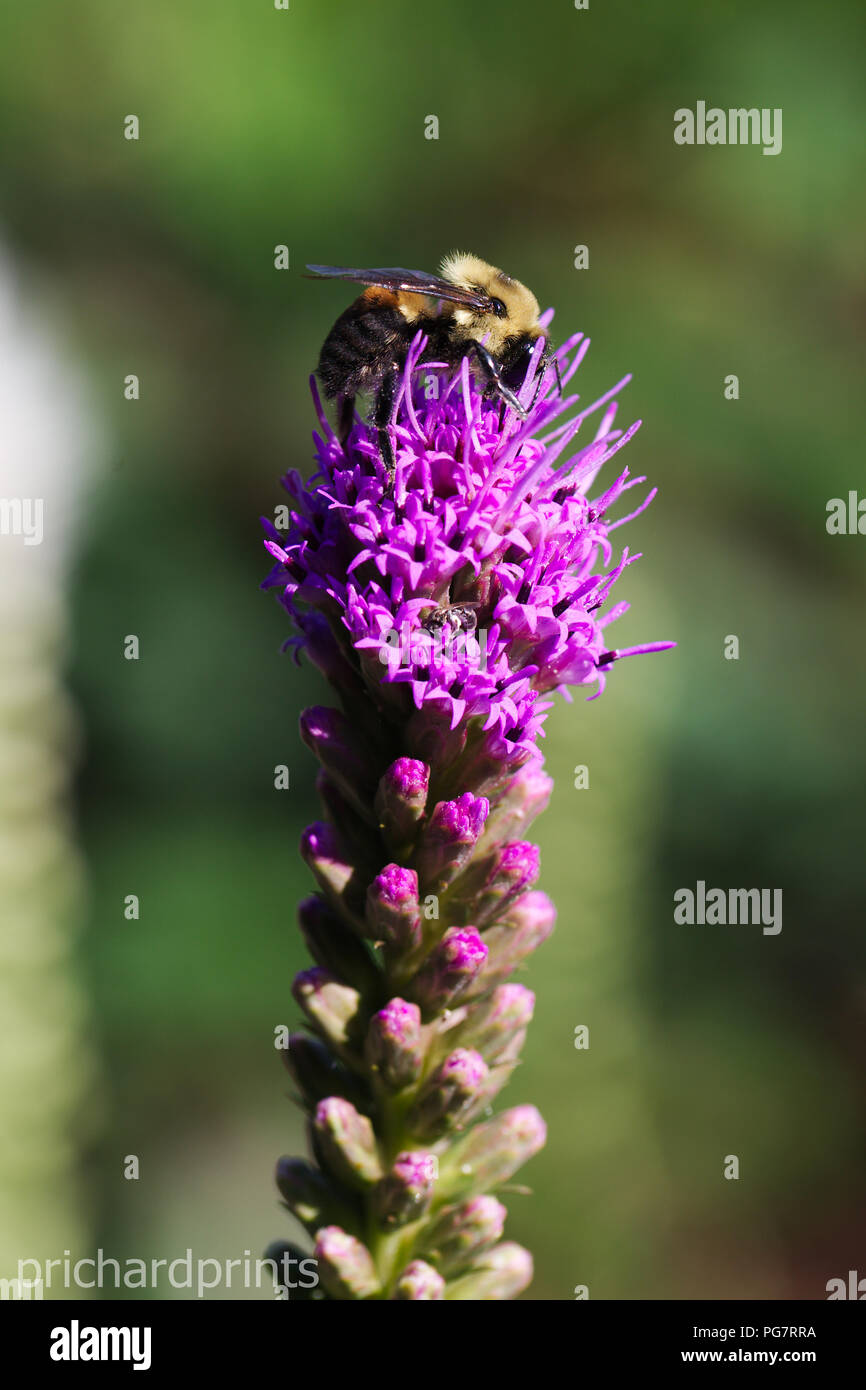 Bee gathering pollen Stock Photo - Alamy