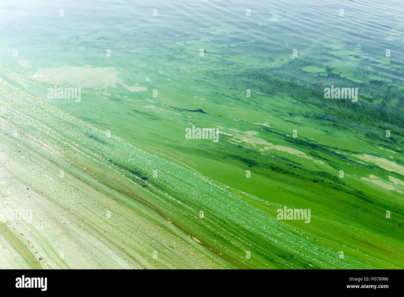 Algal bloom.Phytoplankton blooms in the sea or freshwater.Abstract ...