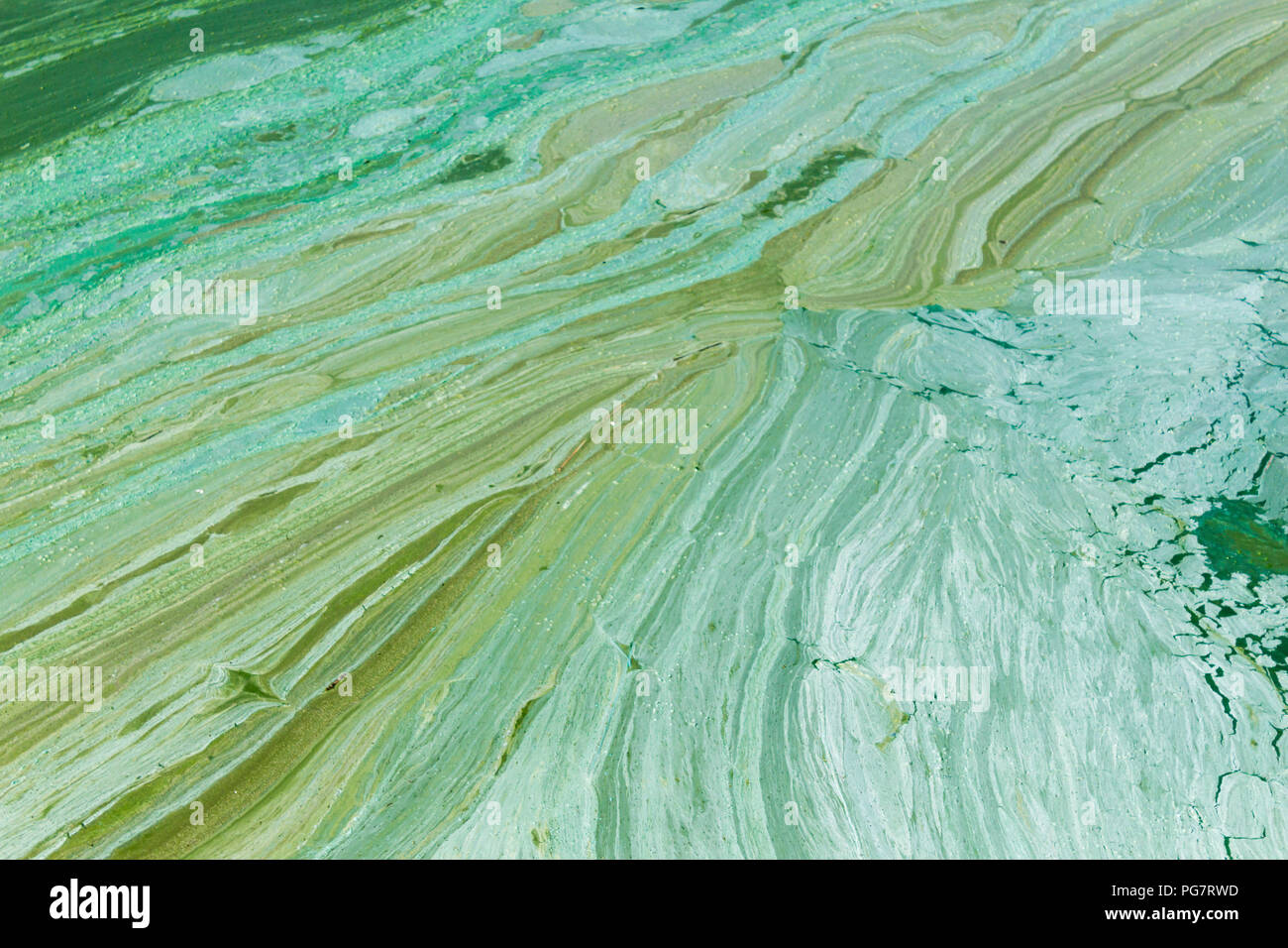 Algal bloom.Phytoplankton blooms in the sea or freshwater.Abstract ...