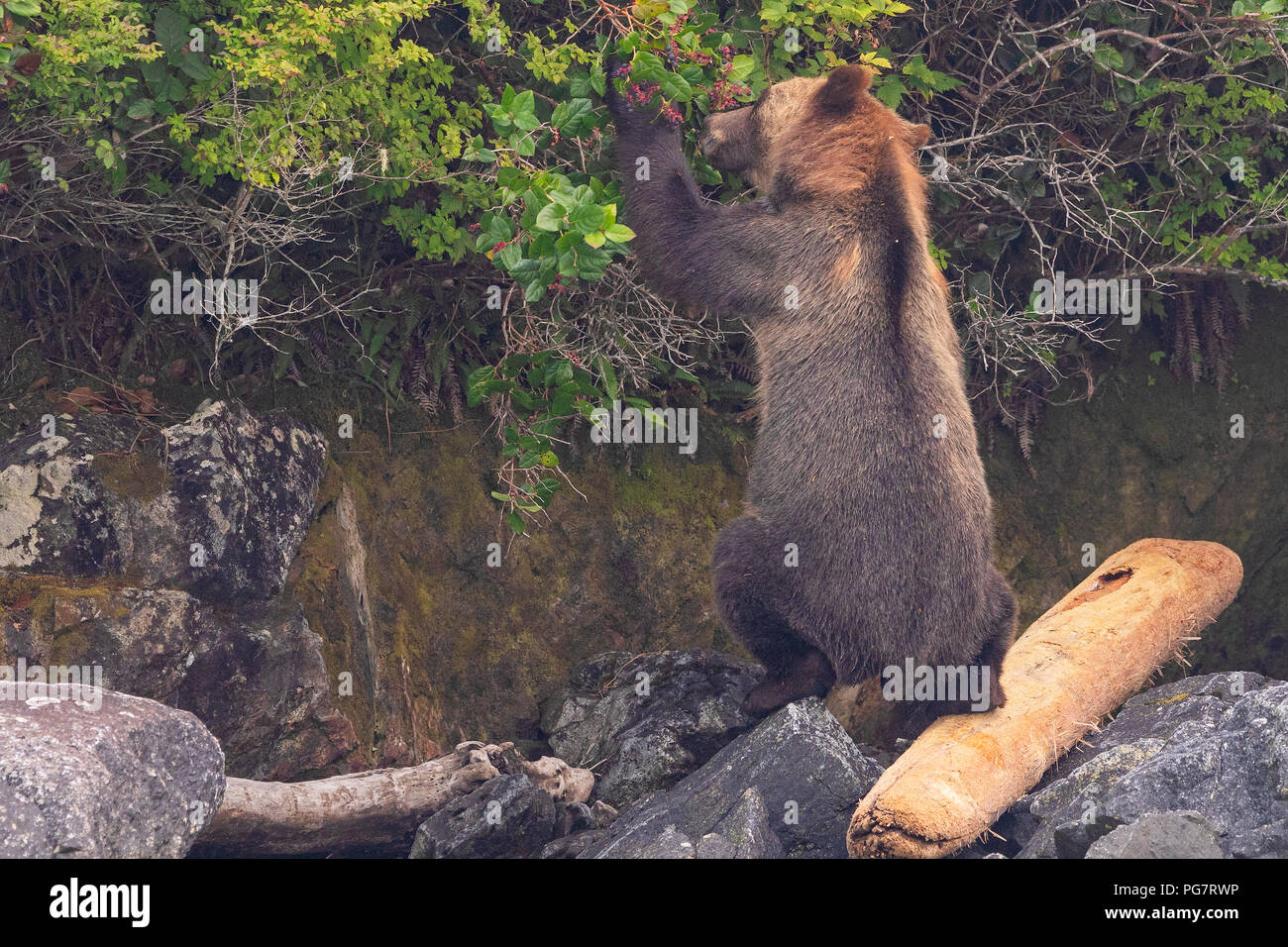 First nations british columbia berries hi-res stock photography and ...