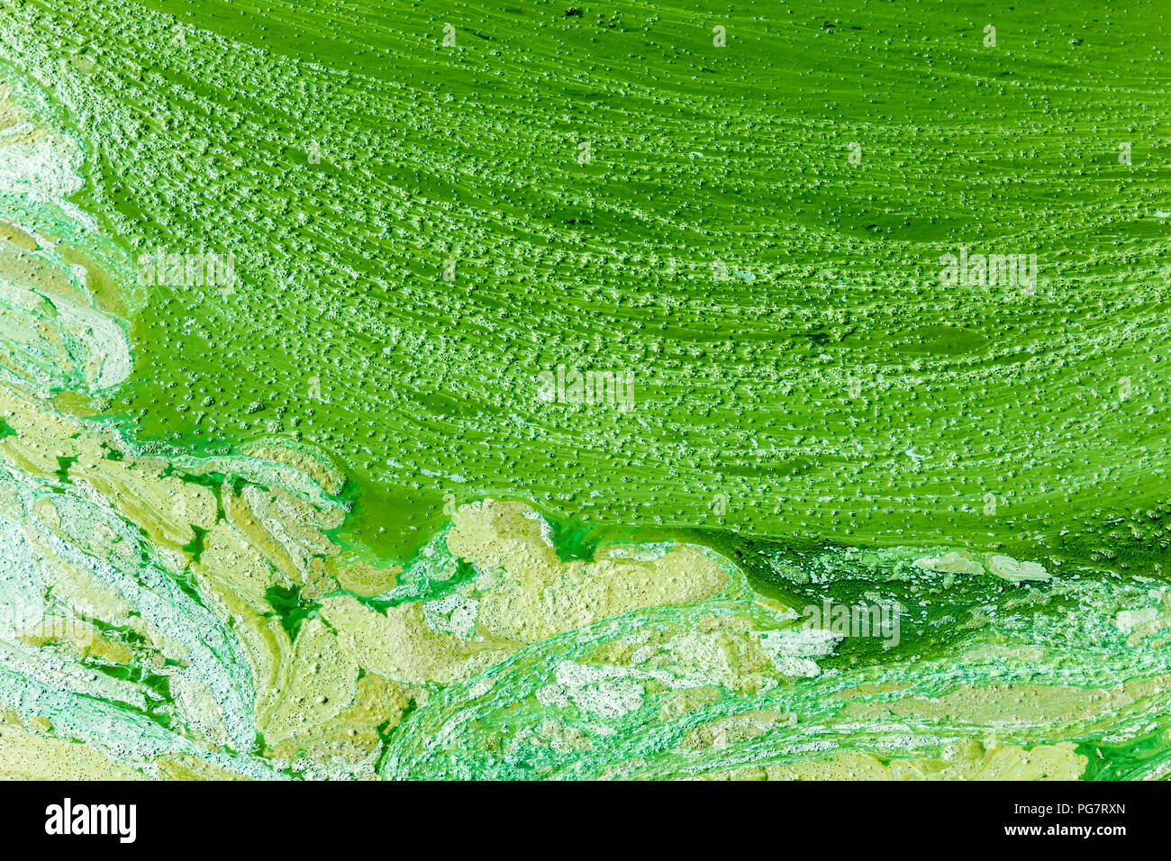 Algal bloom.Phytoplankton blooms in the sea or freshwater.Abstract ...