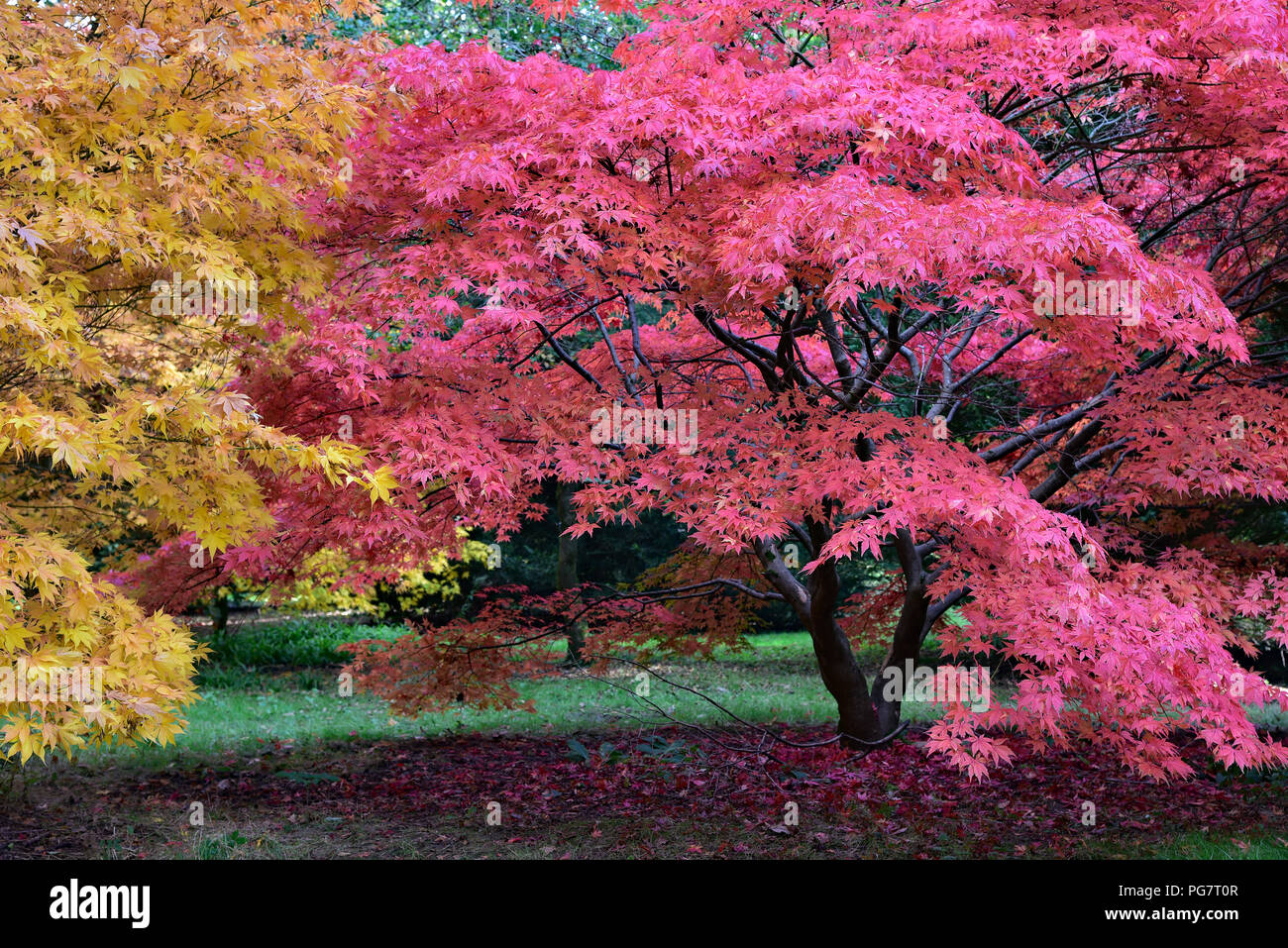 Japanese maples hi-res stock photography and images - Alamy