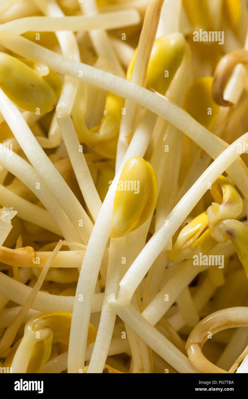 Soy bean sprouts hi-res stock photography and images - Alamy