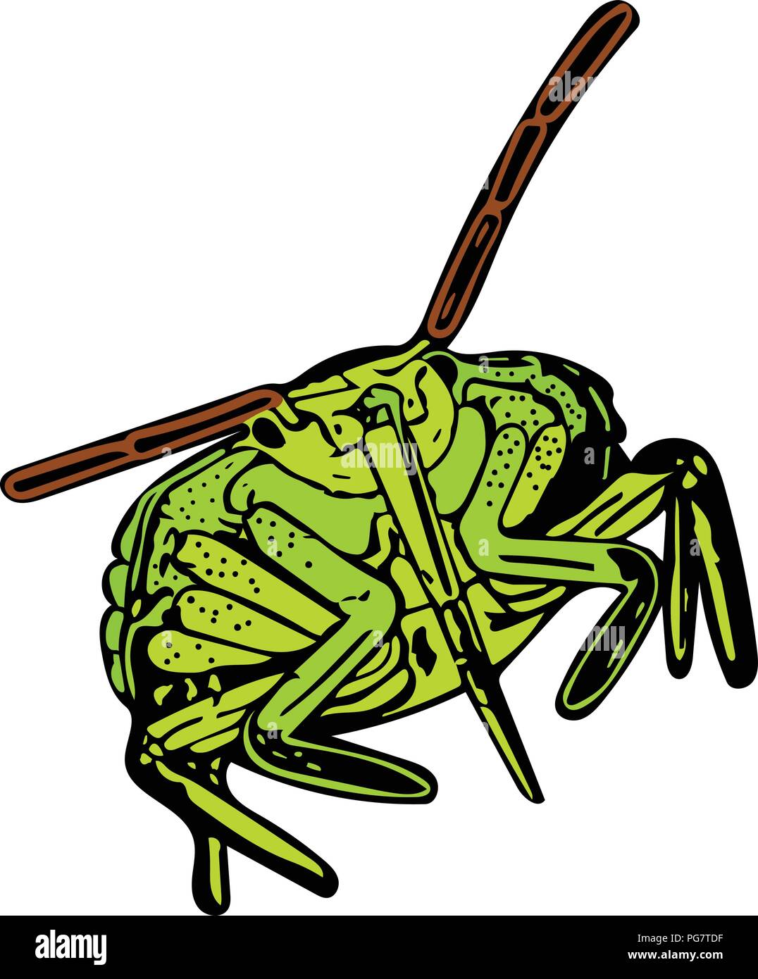 Coloured vector graphic of a common Green Shield bug head-on Stock ...