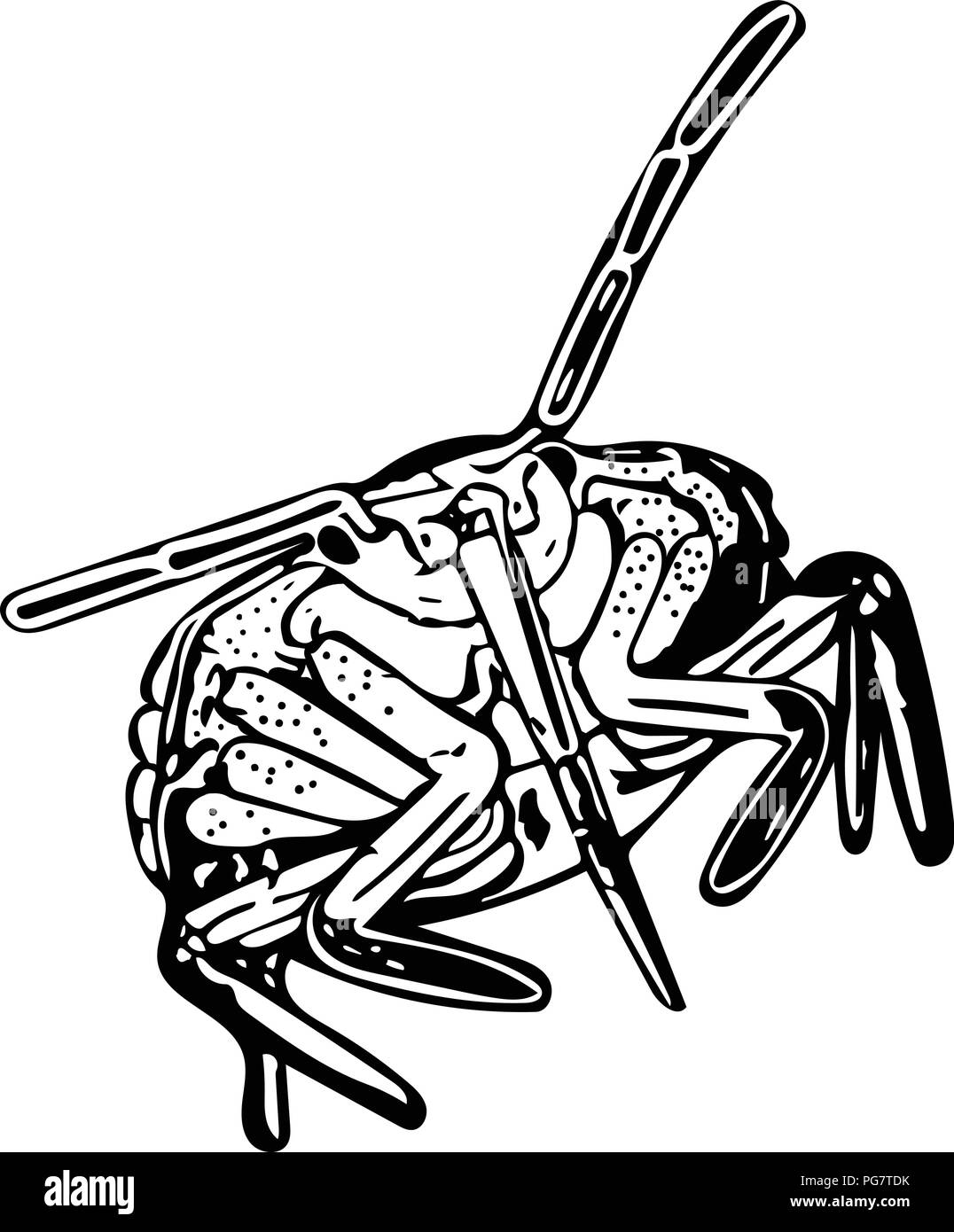 Black and white vector graphic of common Green shield bug head-on Stock ...