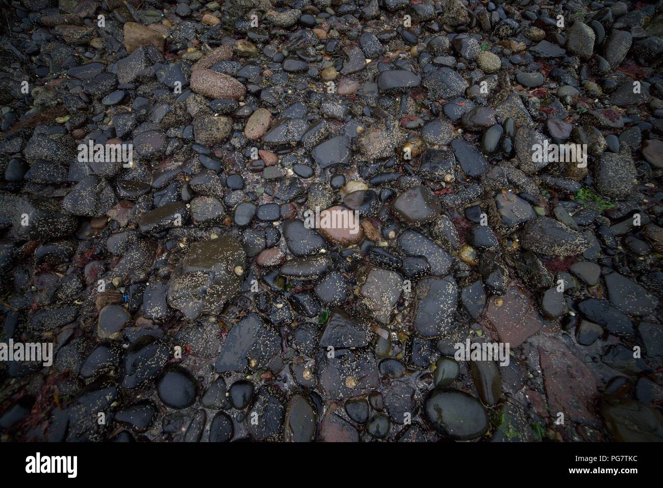 Rocks on the floor of a rocky beach hi-res stock photography and images ...