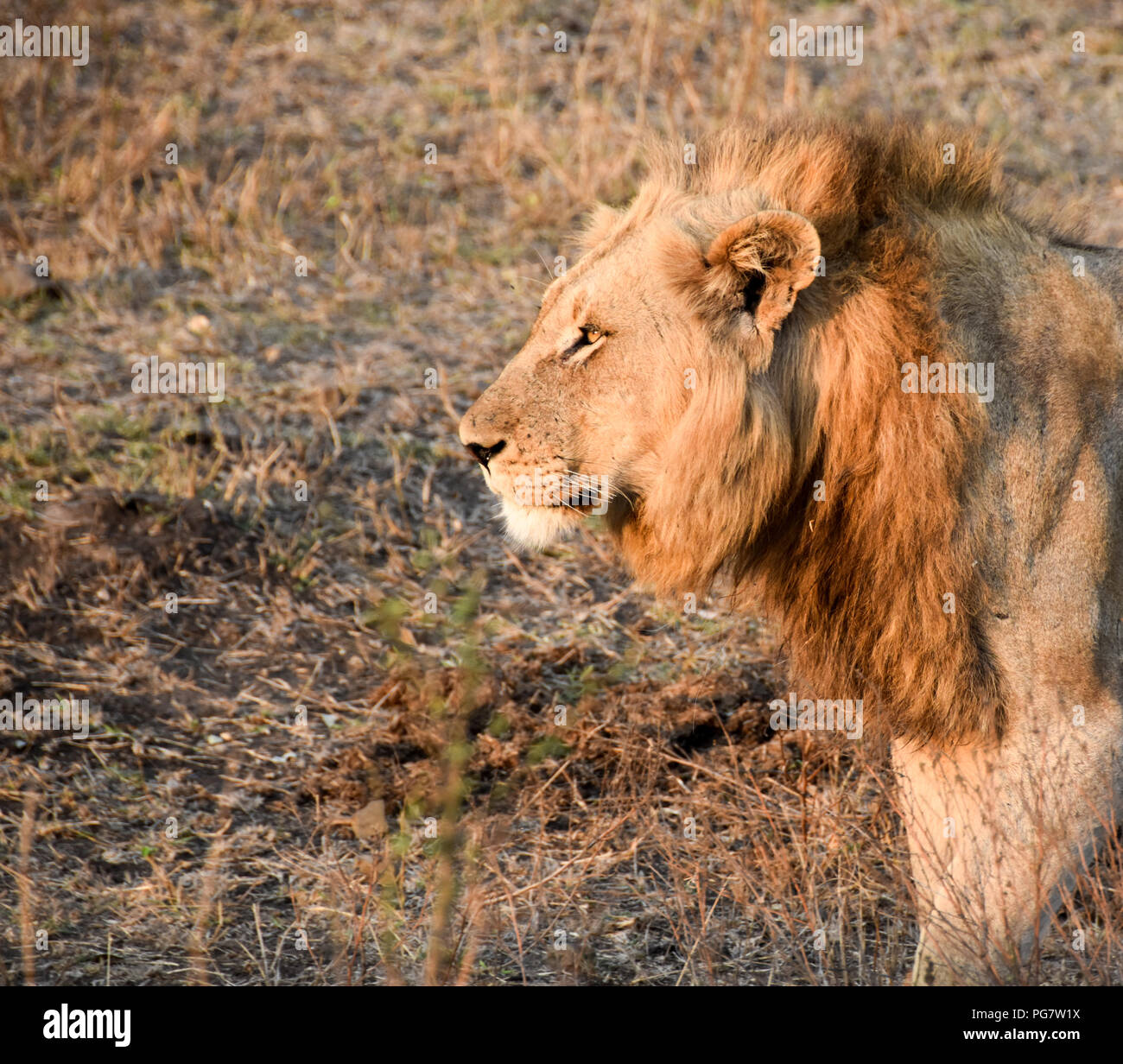 Close up of Lion with a lip as he enjoy the late afternoon sun ...