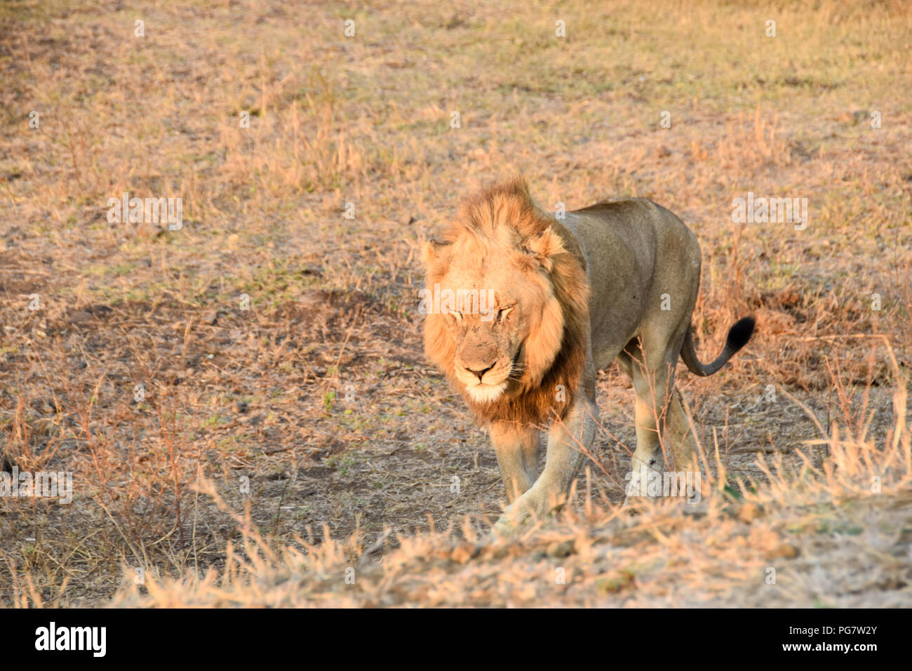 Close up of Lion with a lip as he enjoy the late afternoon sun ...