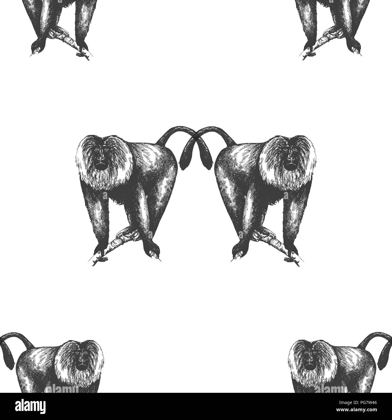 The lion tailed macaque Cut Out Stock Images & Pictures - Alamy