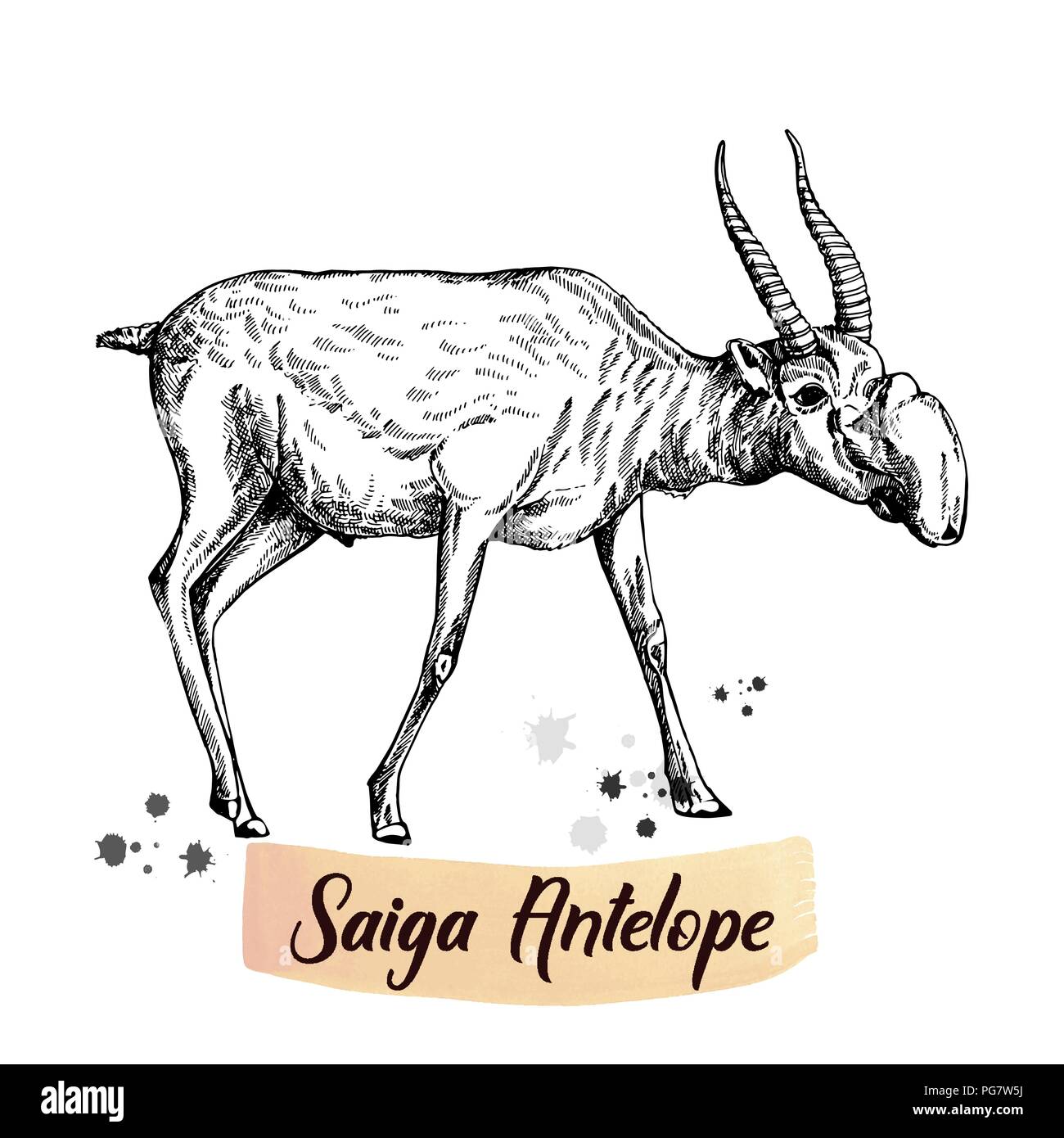 Saiga Antelope Drawing