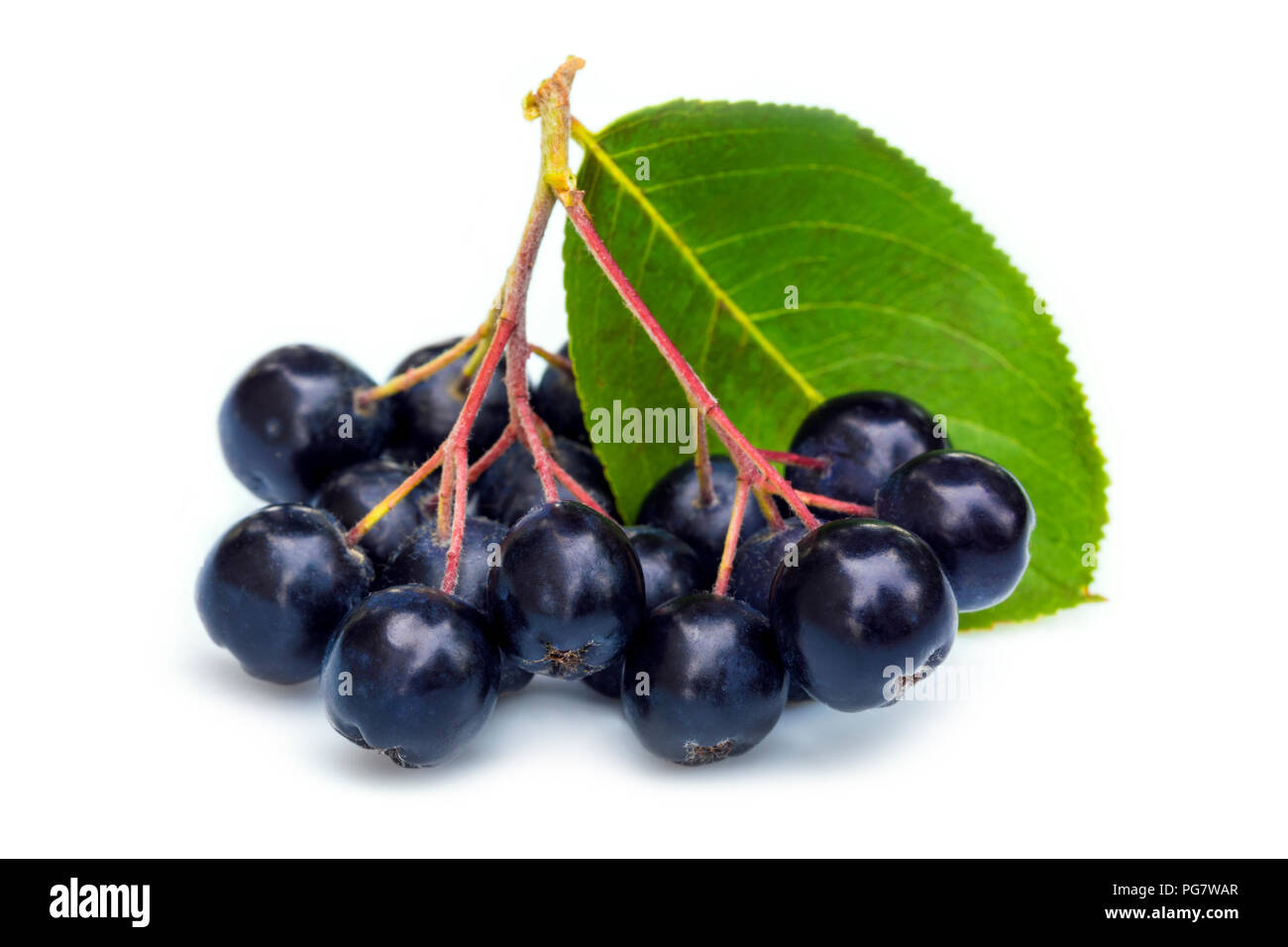Fresh aronia berries with leaf isolated on white background Stock Photo ...