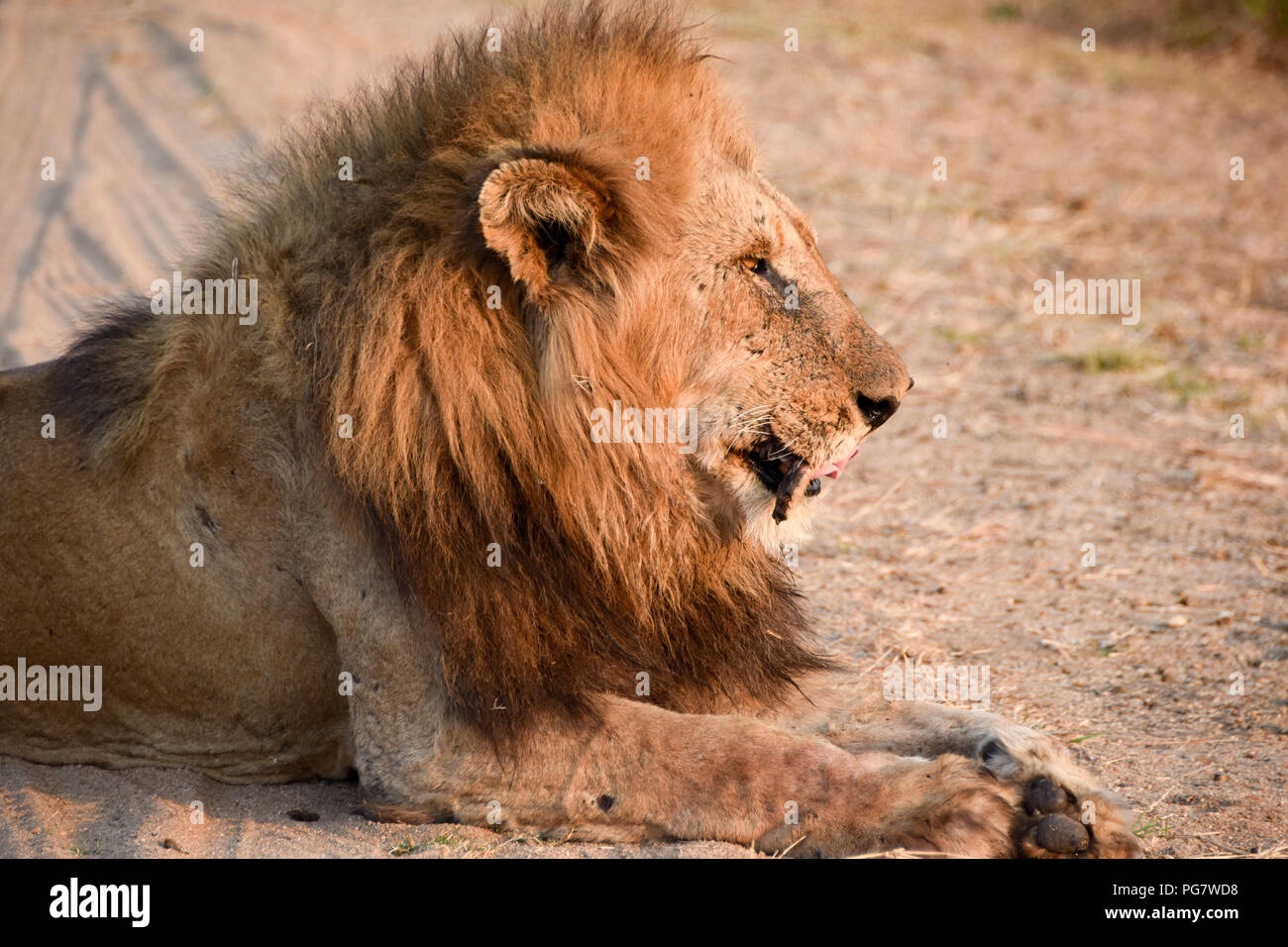 Close up of Lion with a lip as he enjoy the late afternoon sun ...
