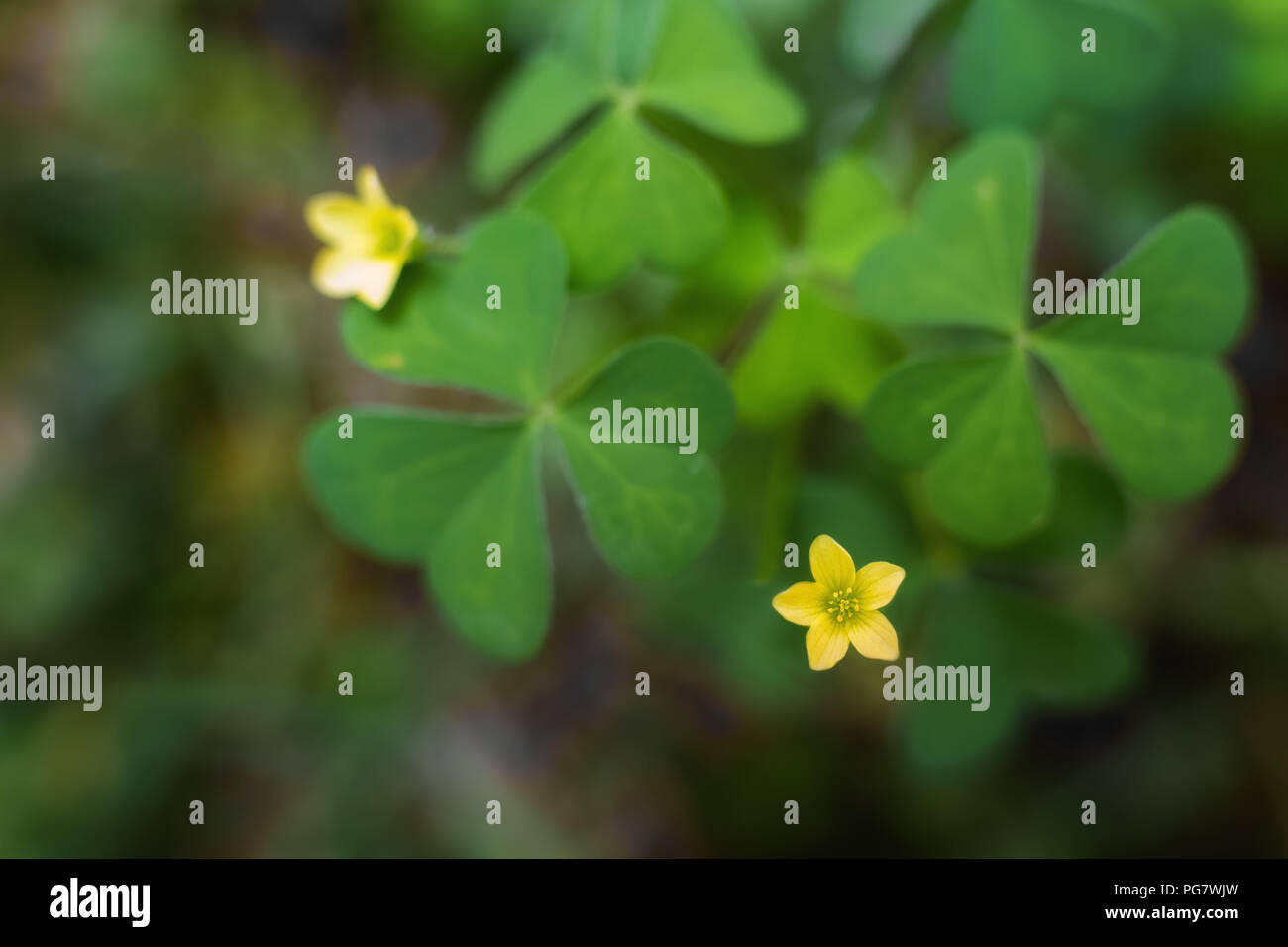 Yellow Clover Weed High Resolution Stock Photography and Images - Alamy