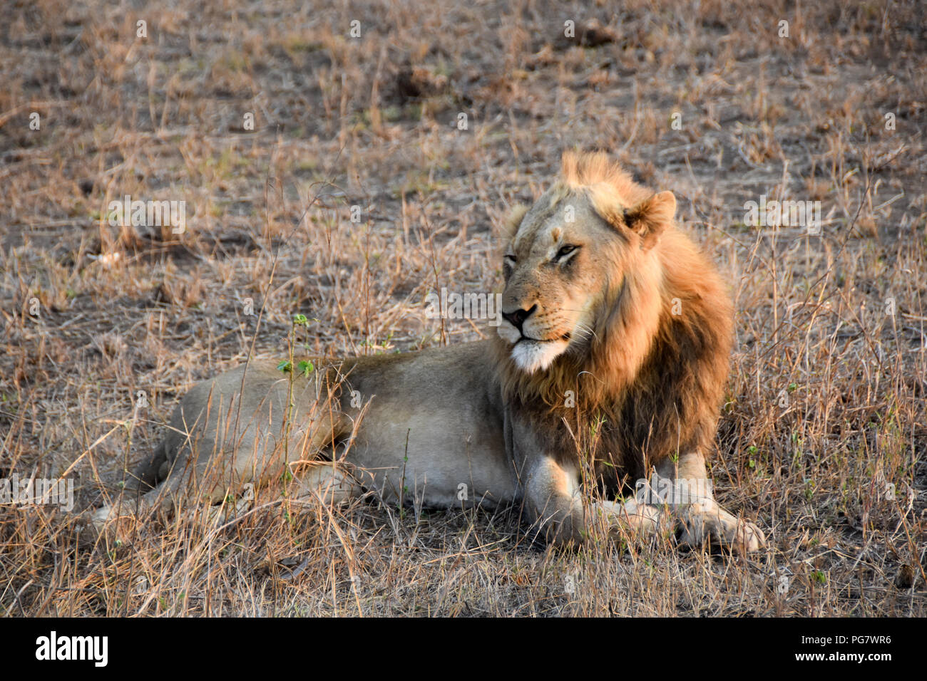 Lion and the sun hi-res stock photography and images - Alamy