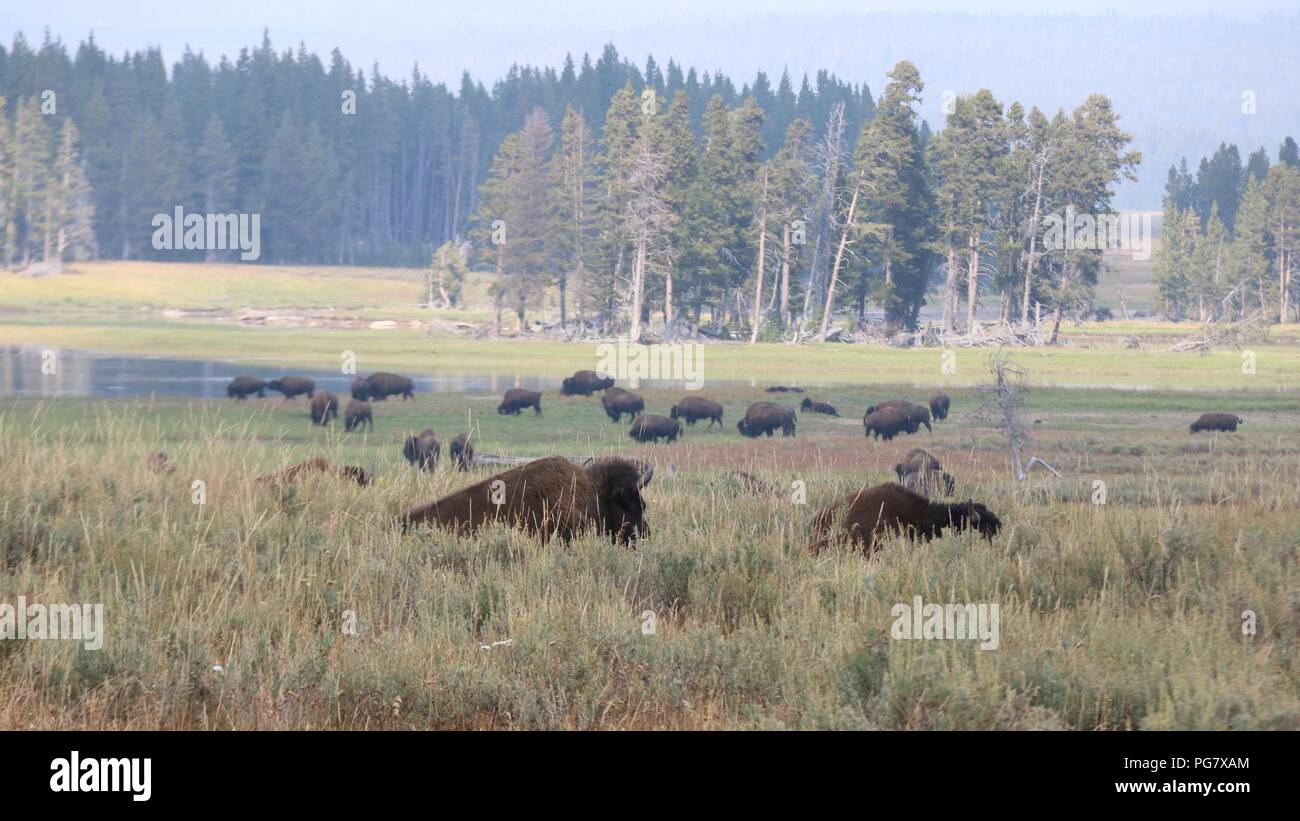 Bison in the Yellowstone National Park, Wyoming. Yellowstone is the ...