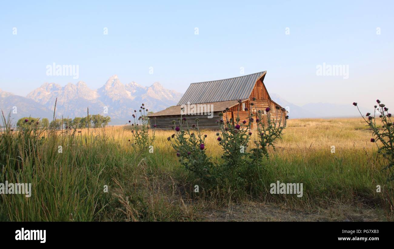 T.A. Moulton Barn In the Grand Teton National Park Stock Photo - Alamy