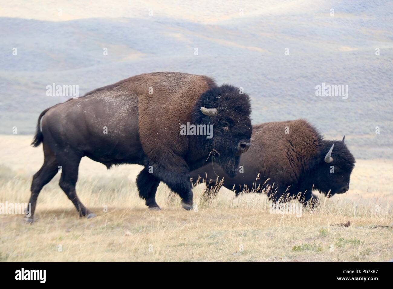 Prehistoric Bison