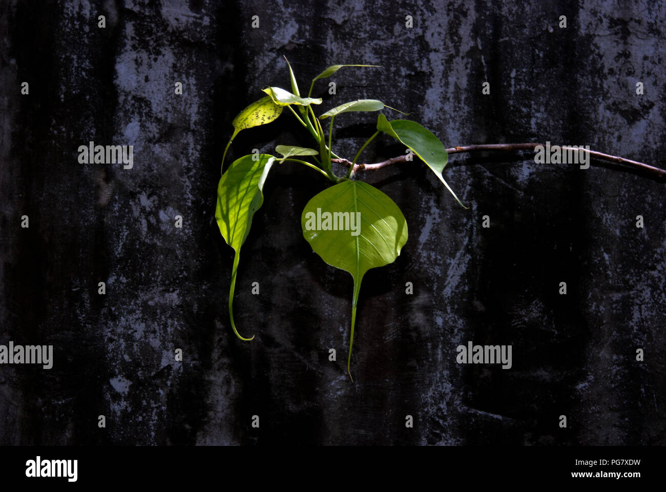 Beautiful new leaves of sacred Peepal tree in early morning light ...