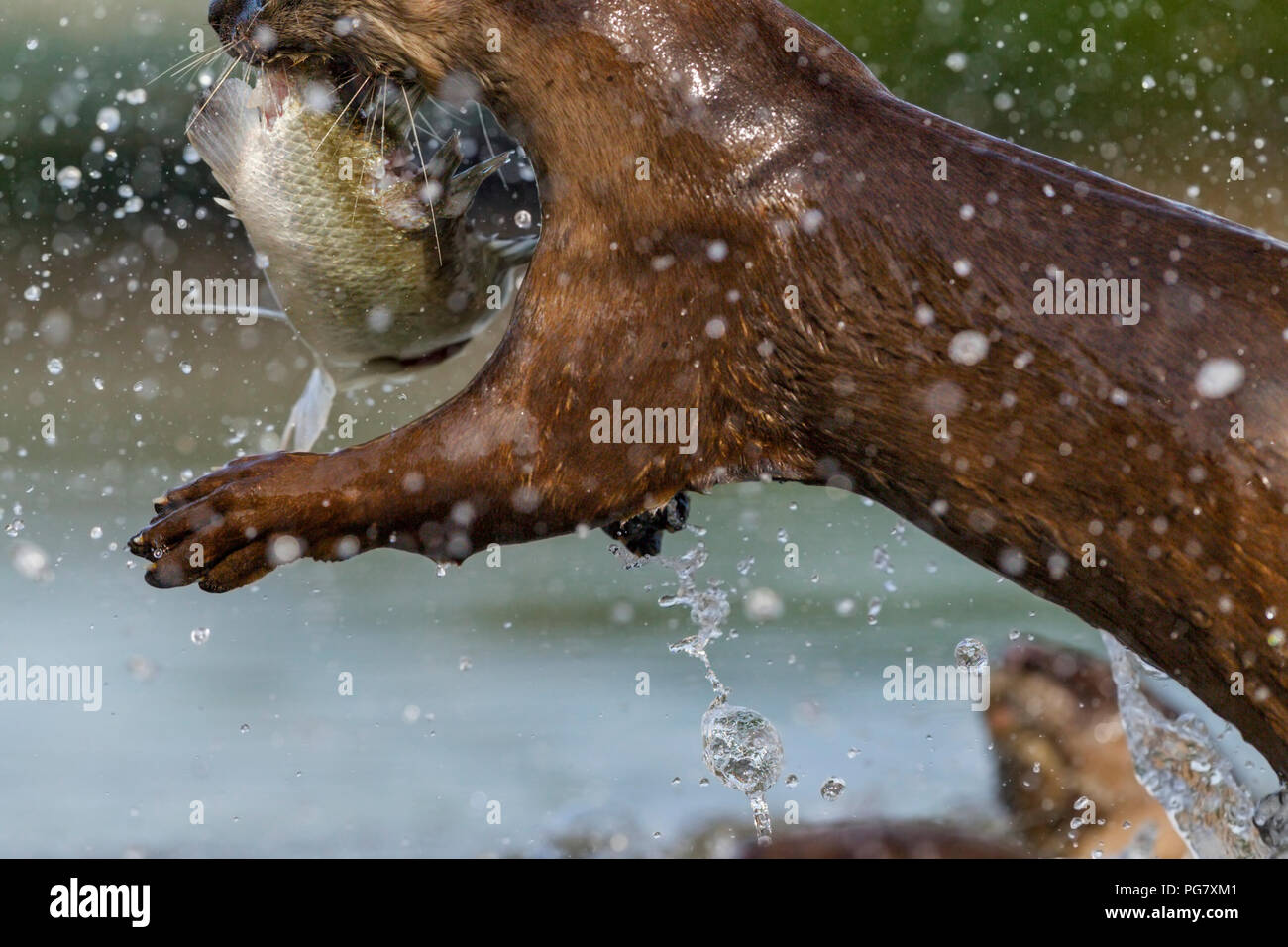 Jumping otter hi-res stock photography and images - Alamy