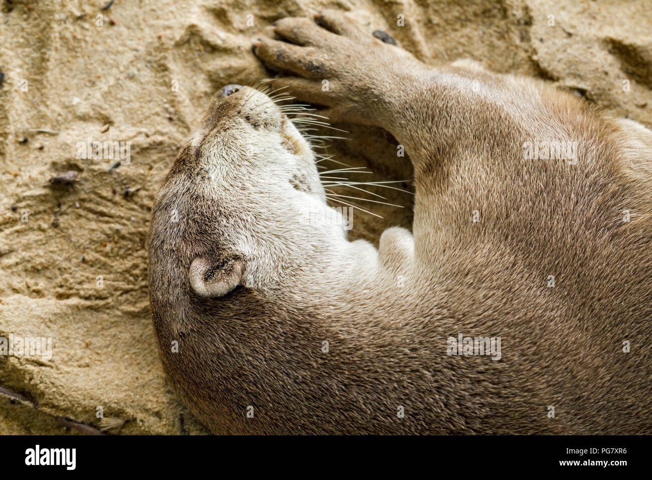 Lone male Smooth-coated Otter sleeping on sandy beach, Singapore Stock ...