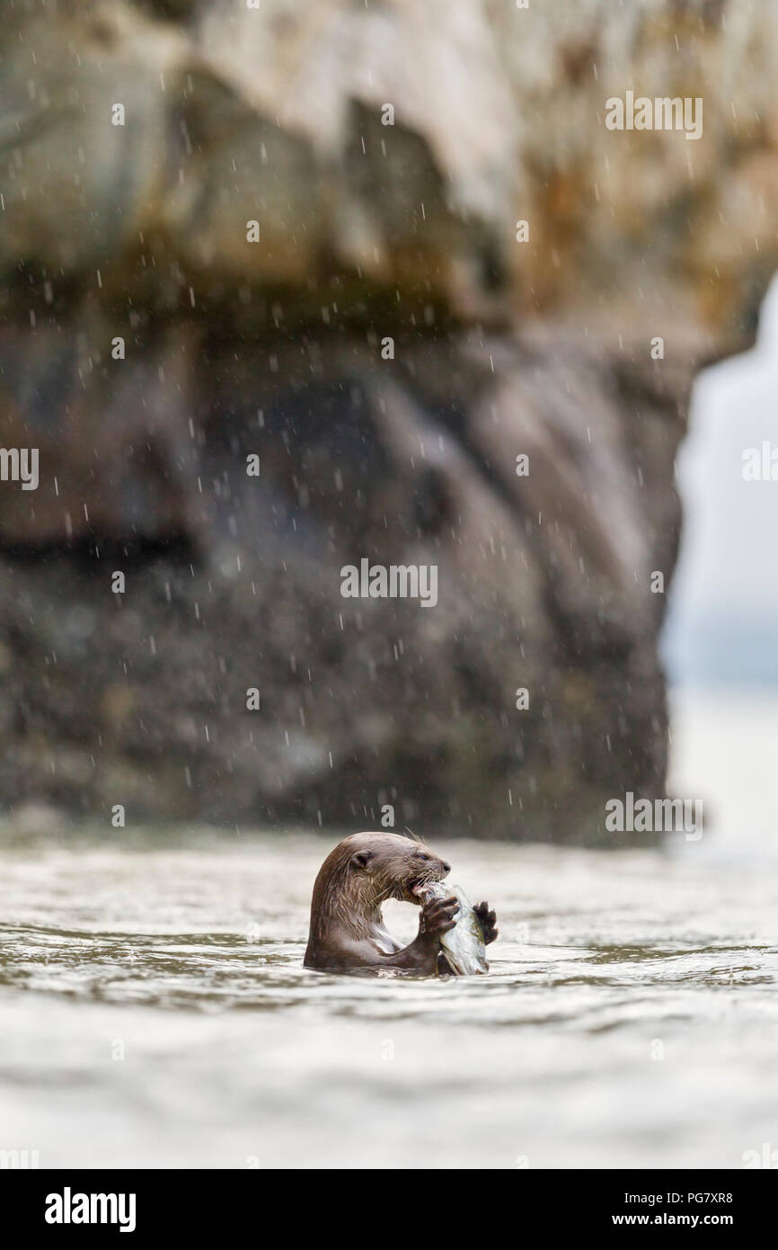 Lone male Smooth-coated Otter freshly caught eating sea bass in the ...