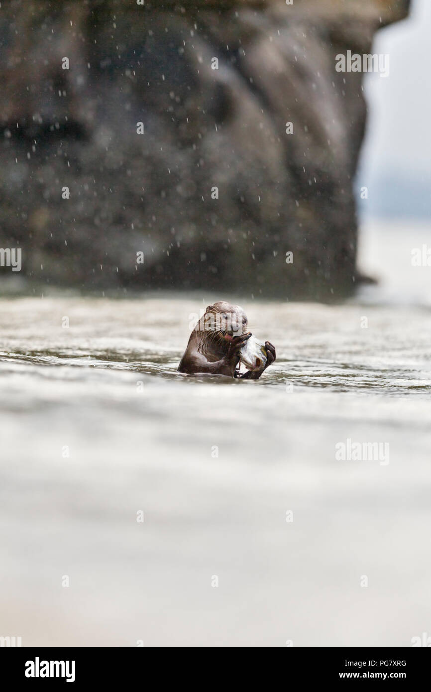 Lone male Smooth-coated Otter freshly caught eating sea bass in the ...