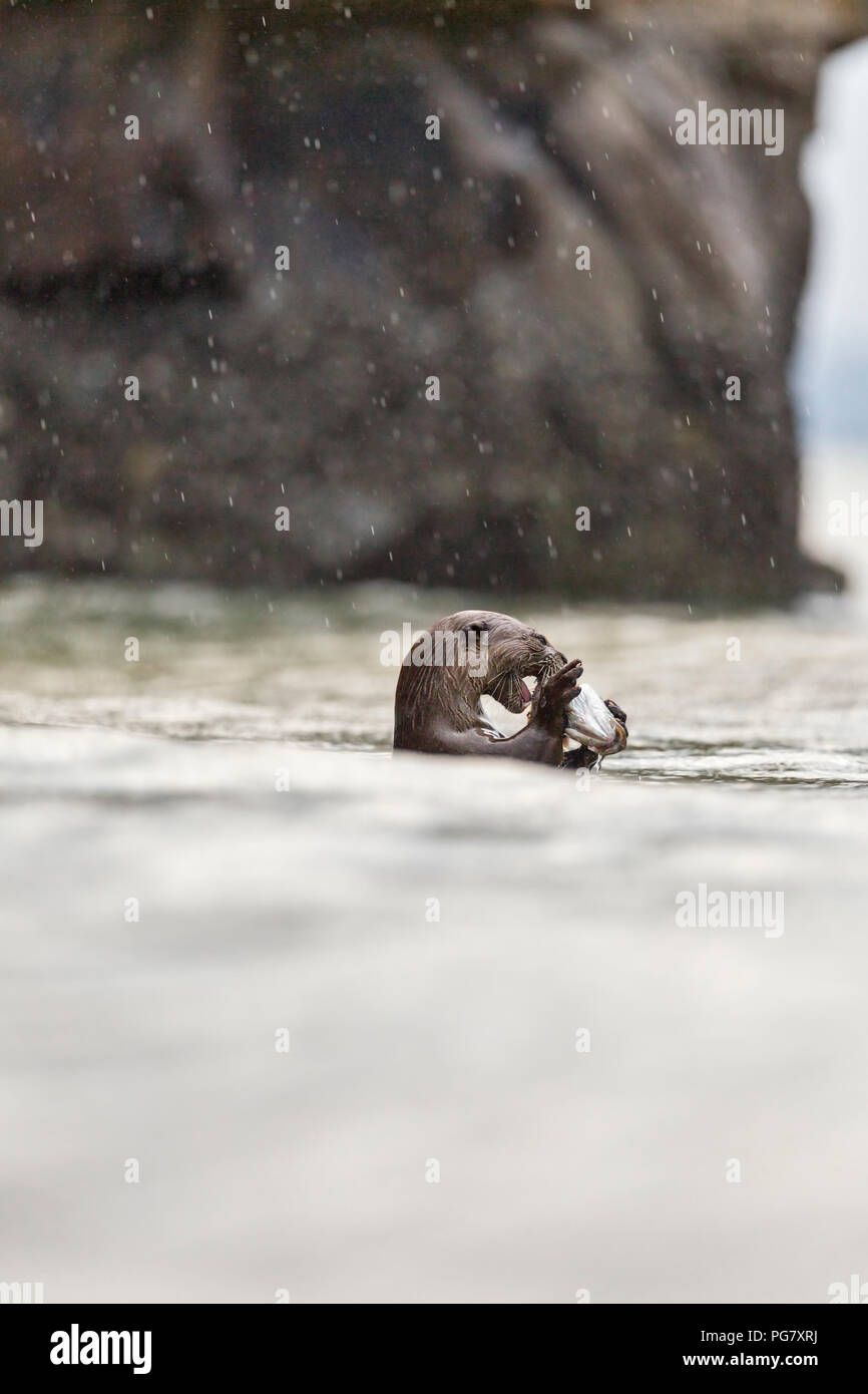 Lone male Smooth-coated Otter freshly caught eating sea bass in the ...