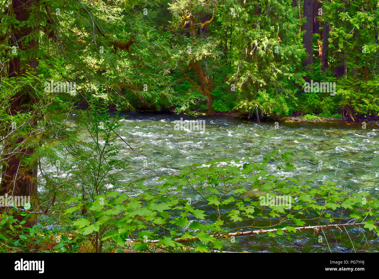 McKenzie River in Oregon Stock Photo - Alamy