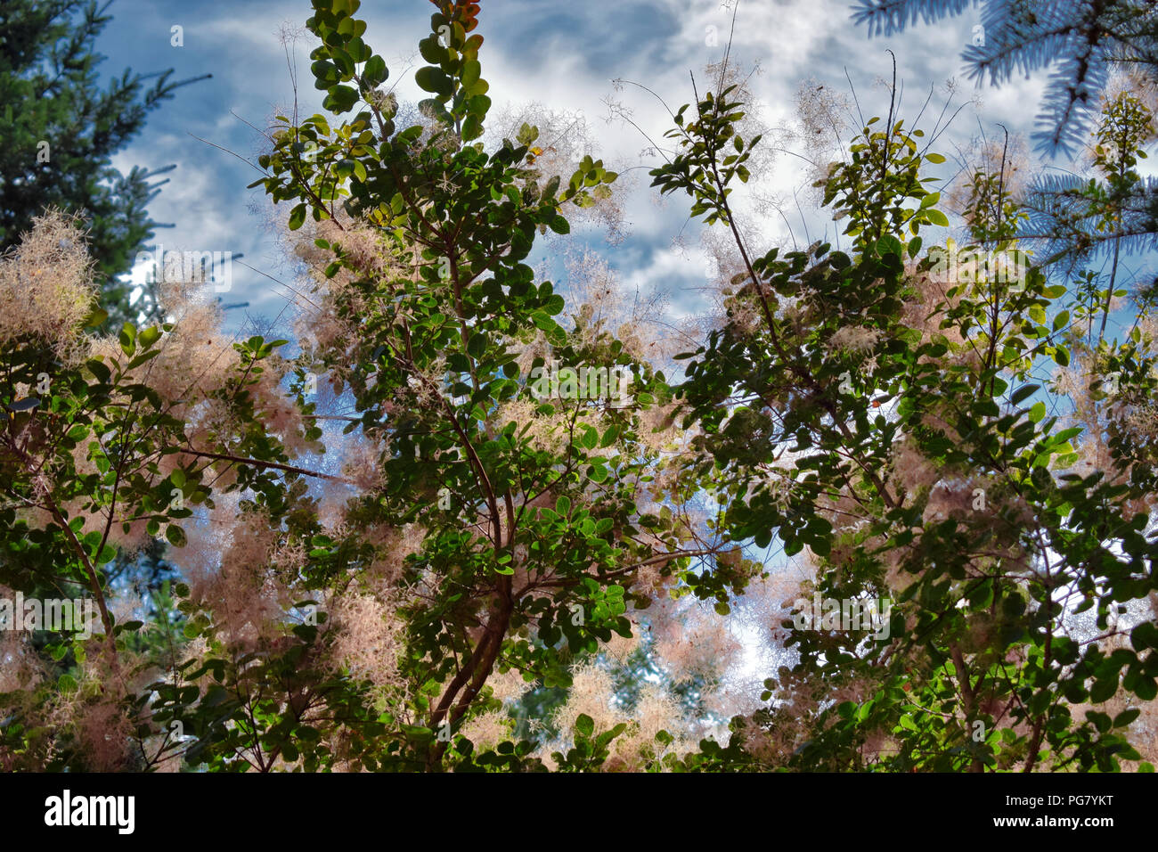 Smoke tree hi-res stock photography and images - Alamy