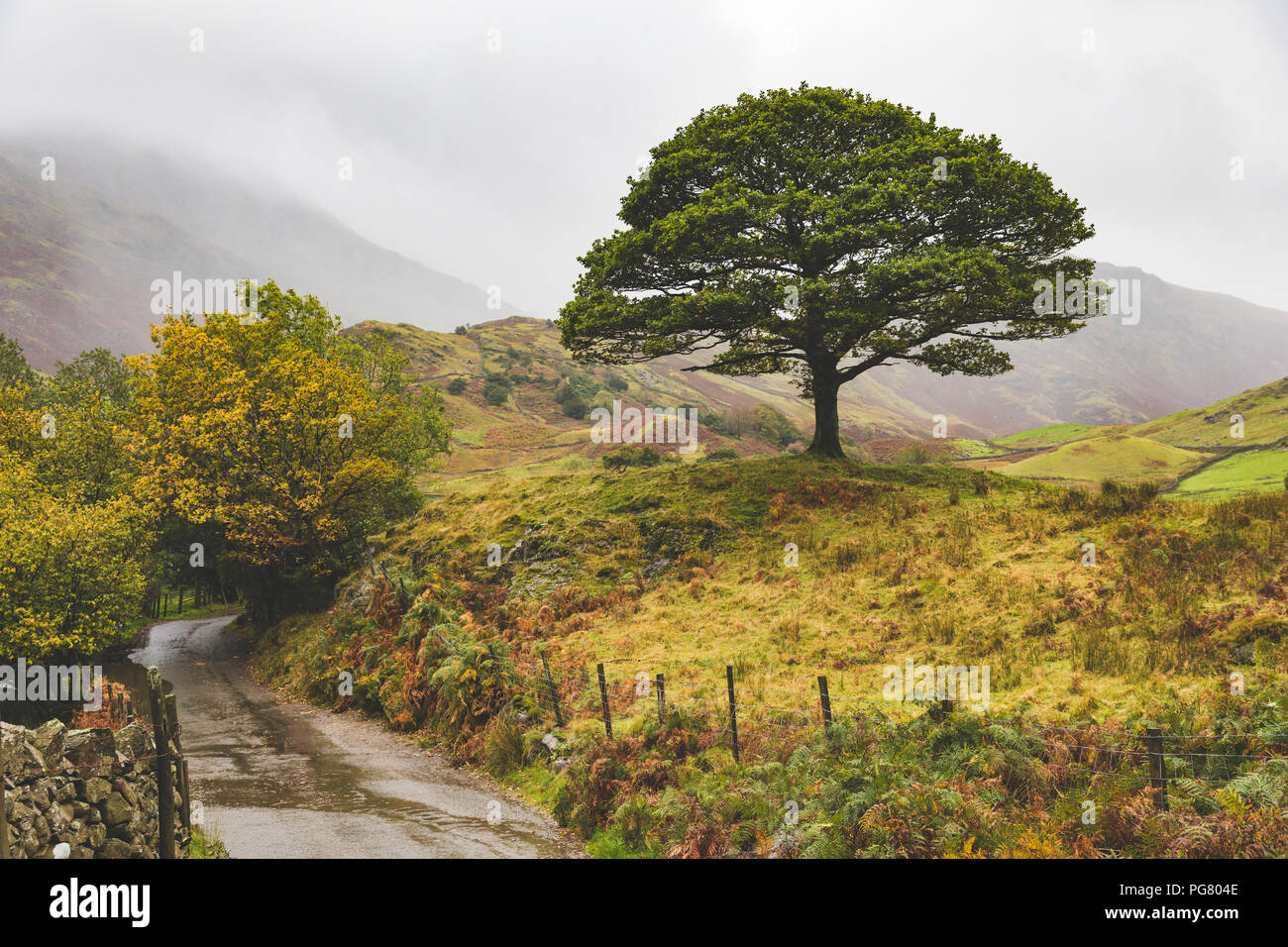 Cumbria england trees moody hi-res stock photography and images - Alamy