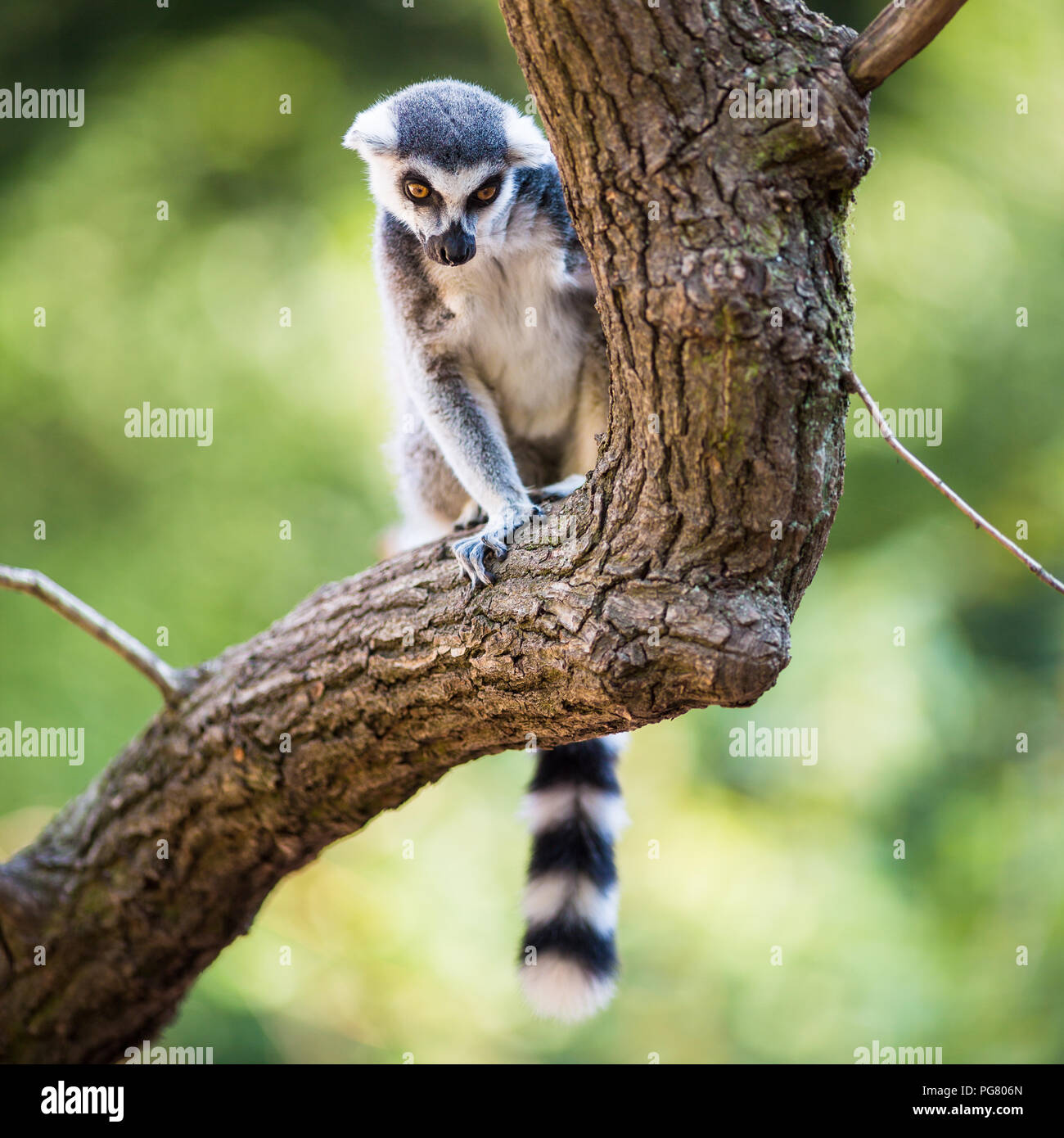 Lemur kata (Lemur catta Stock Photo - Alamy