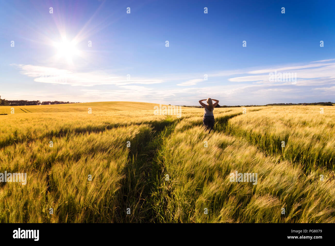 UK, Scotland, East Lothian, field of Barley (Hordeum vulgare), woman ...