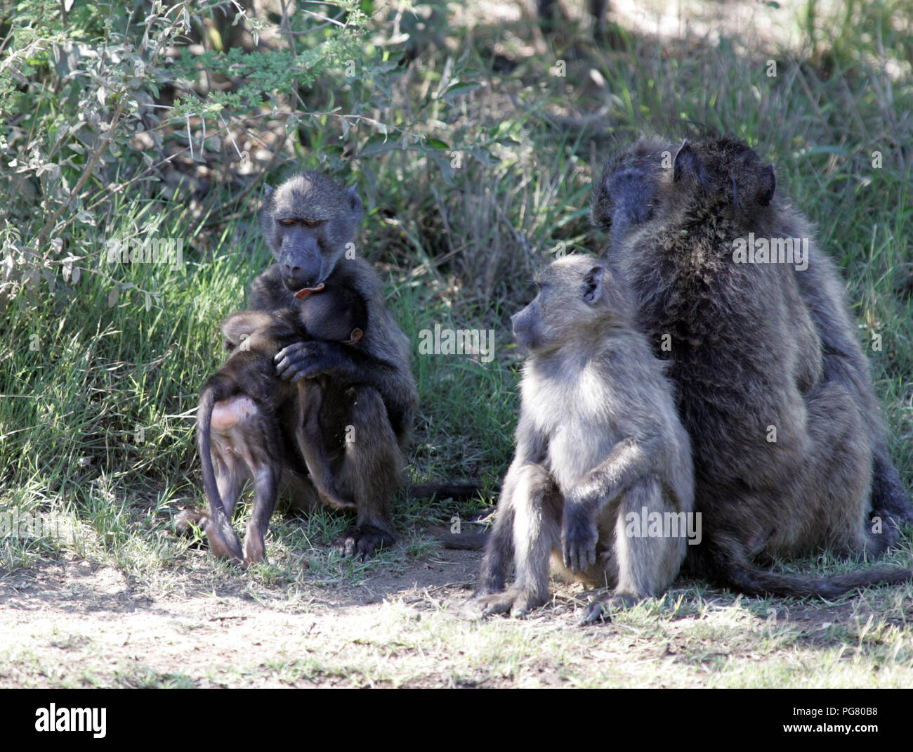 Guinea baboon family hi-res stock photography and images - Alamy