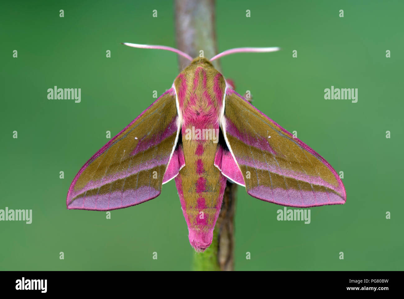 Hawk moth hi-res stock photography and images - Alamy
