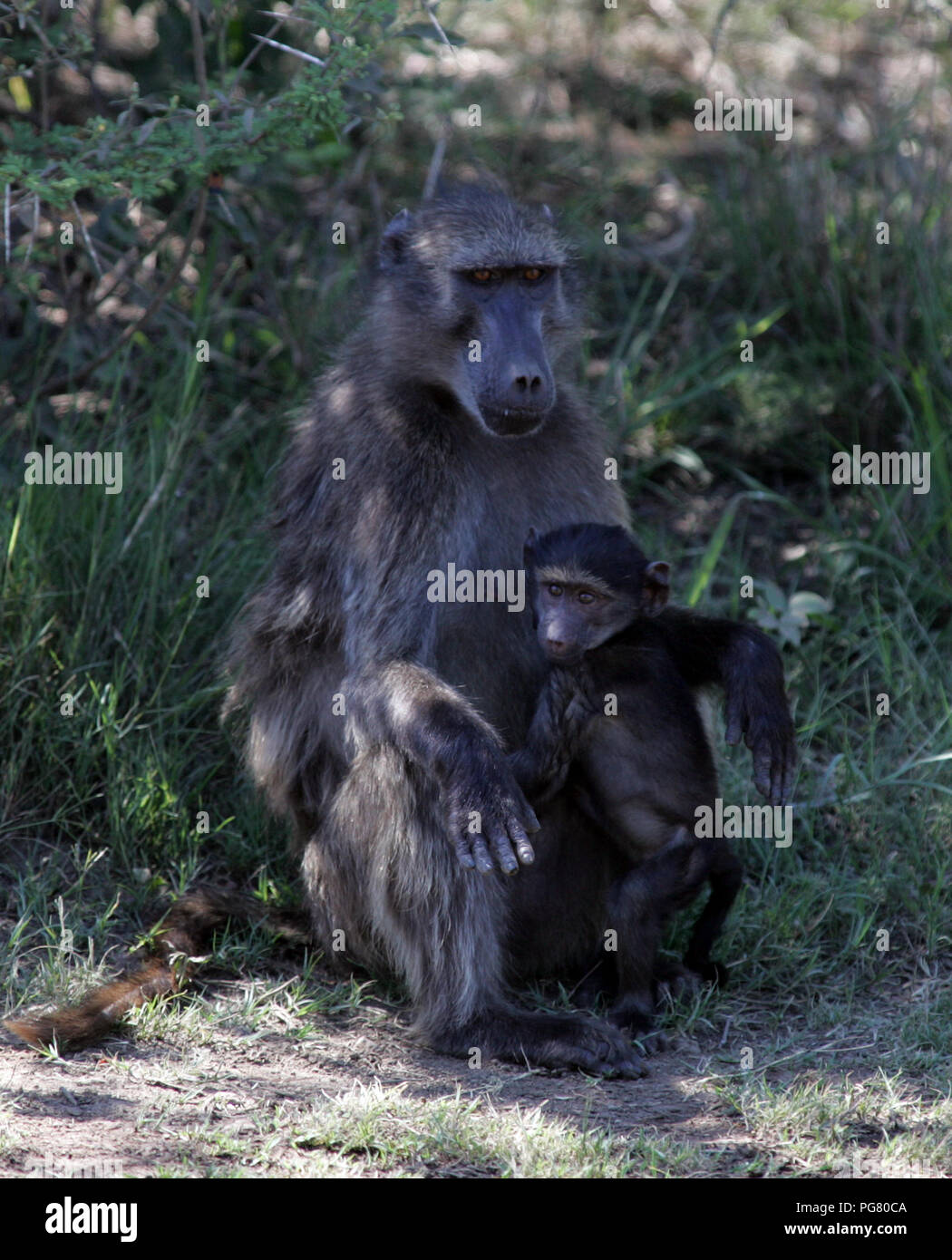 Guinea baboons papio mother hi-res stock photography and images - Alamy