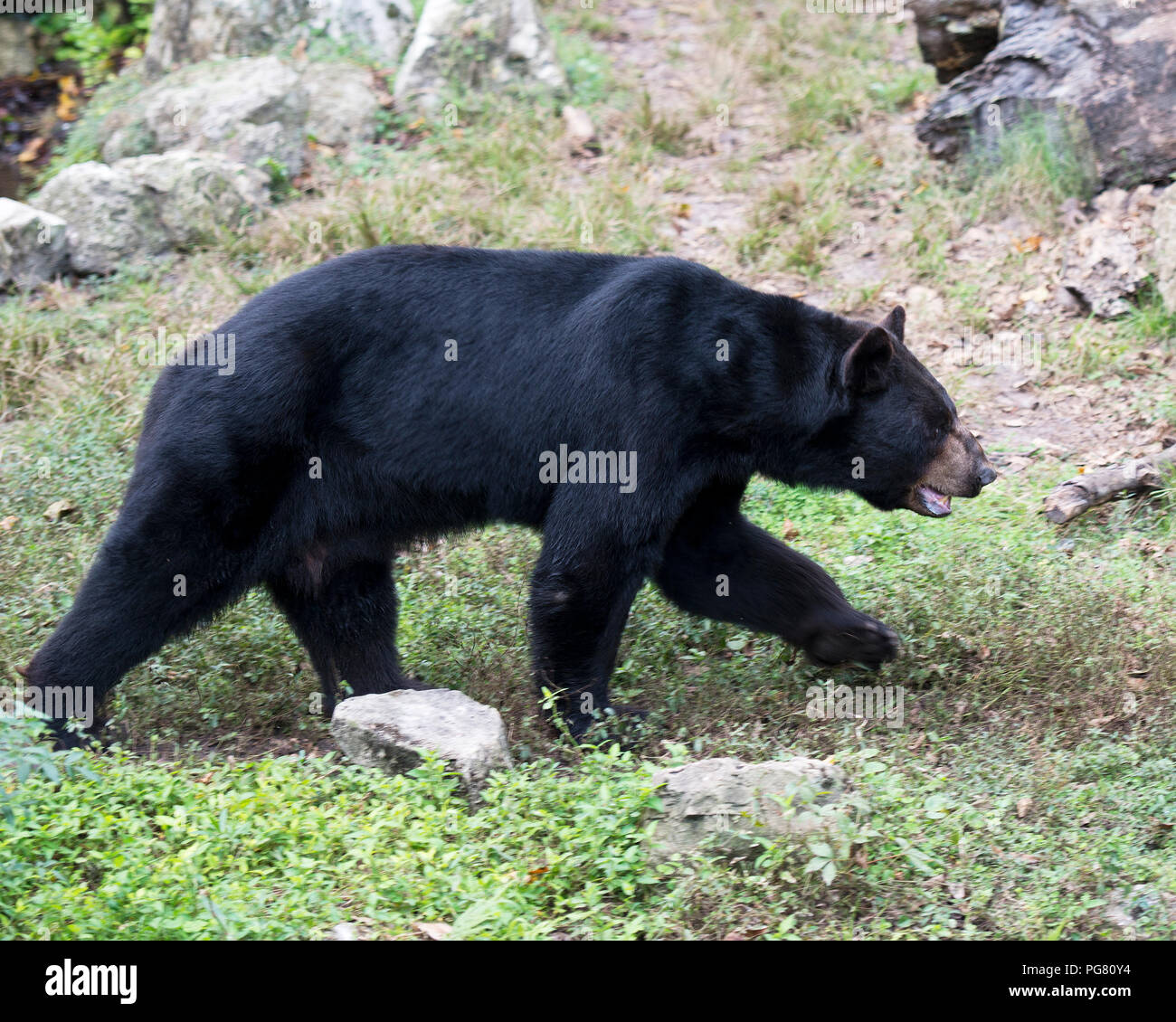 Black bear animal in foraging hi-res stock photography and images - Alamy