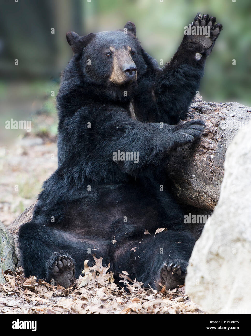 Bear waving his hi-res stock photography and images - Alamy