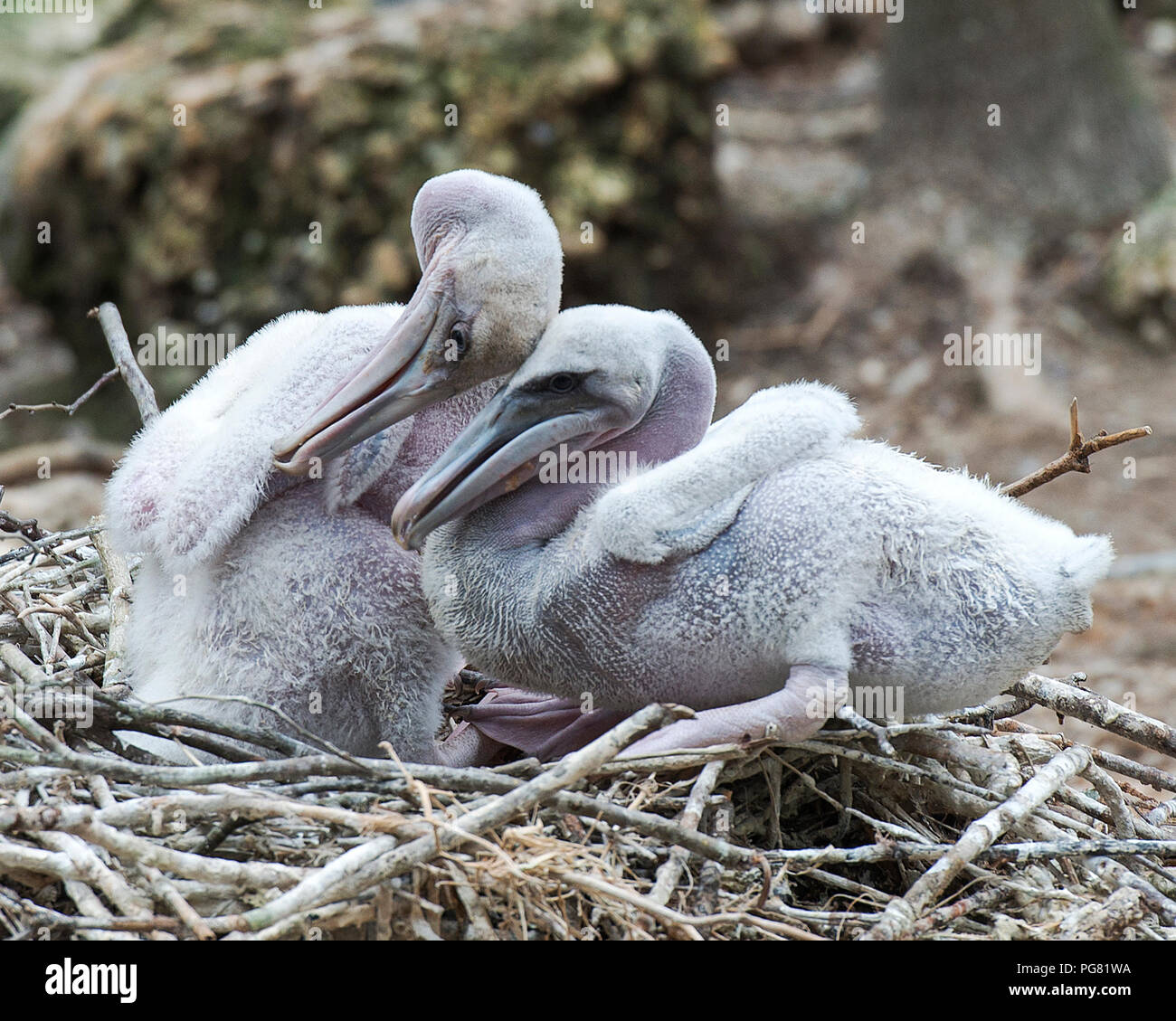 Brown pelican babies hi-res stock photography and images - Alamy