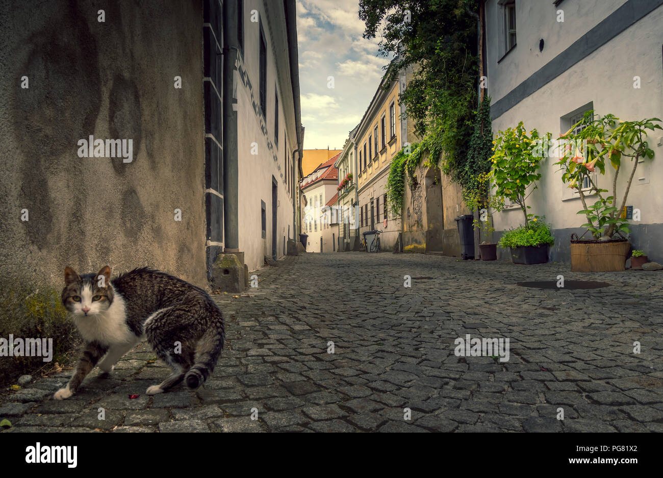 Cat alley hi-res stock photography and images - Alamy