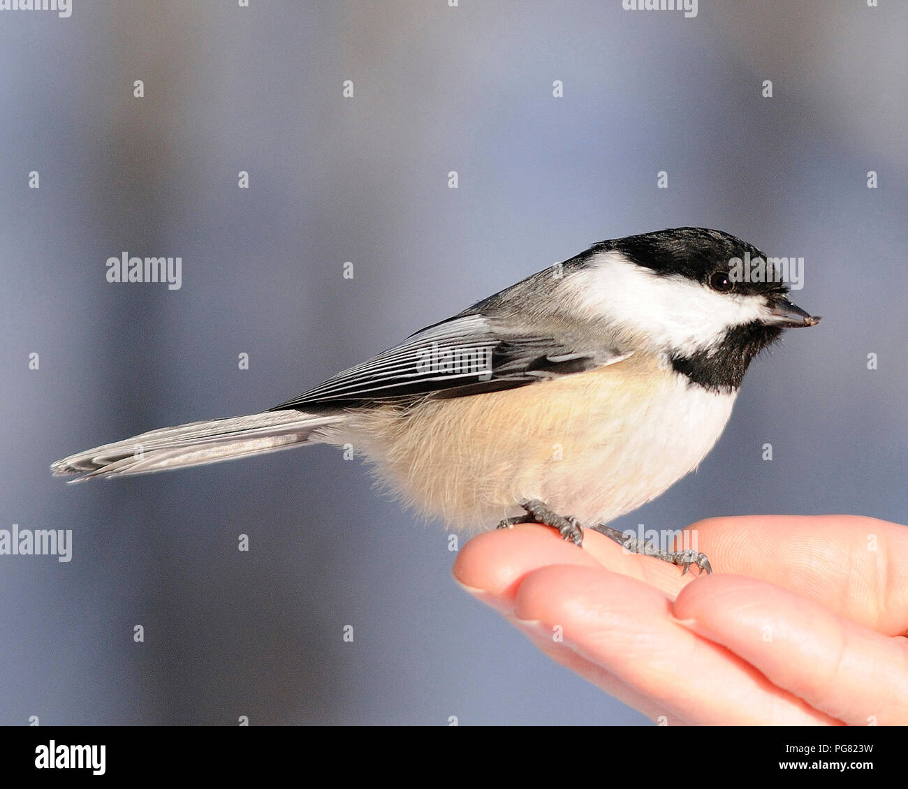 Chickadee bird on a human hand and enjoying its surrounding while ...
