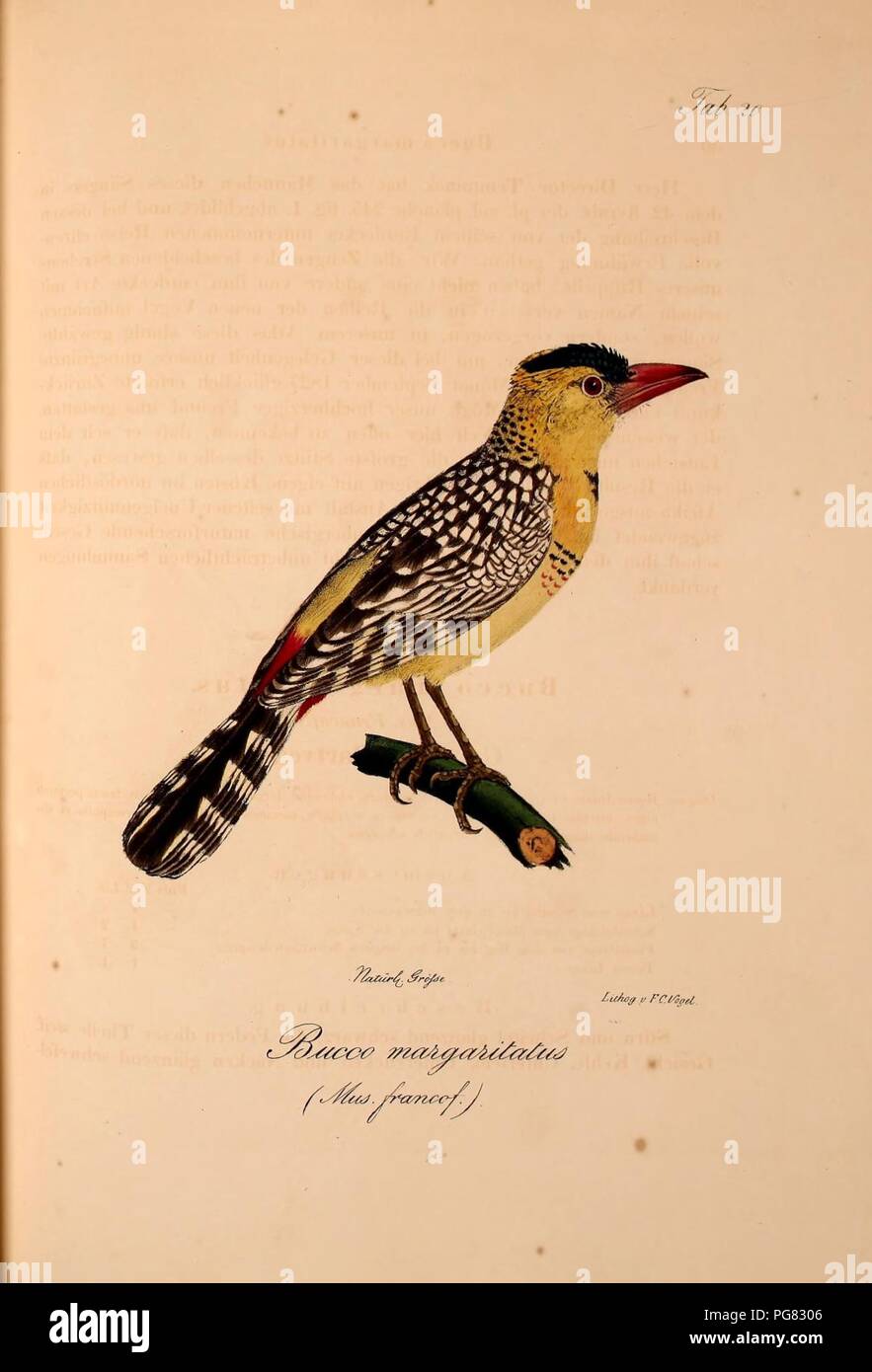 Atlas zu der Reise im nördlichen Afrika (Taf. 20 Stock Photo - Alamy