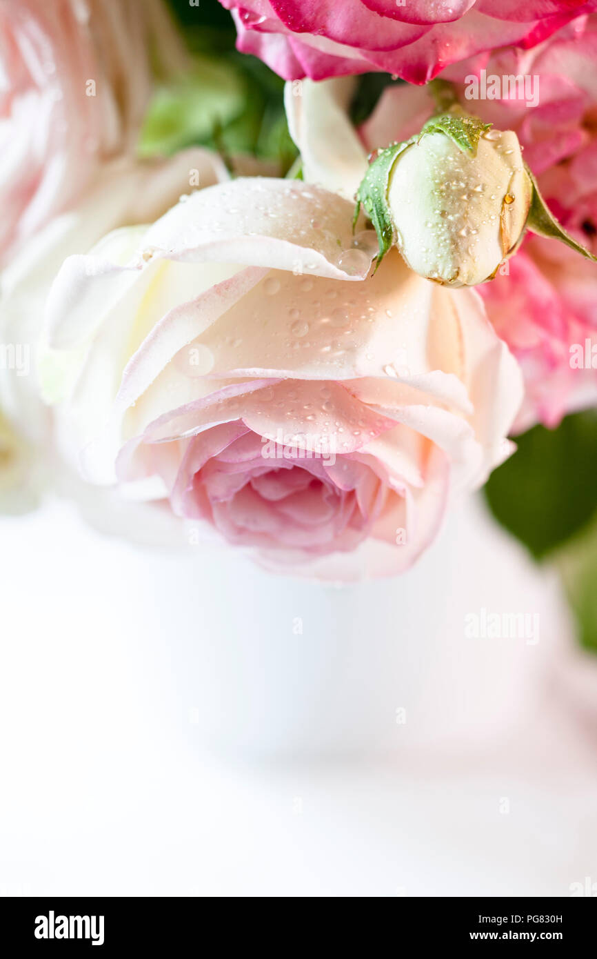Wet rose, close-up Stock Photo - Alamy