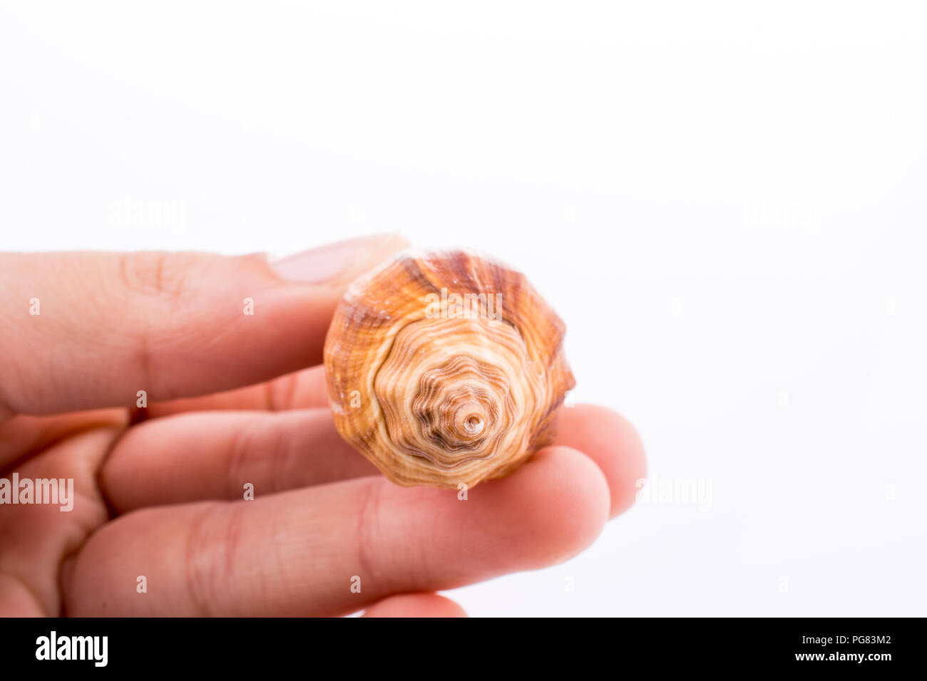 Hand holding Beautiful sea shell on a white background Stock Photo - Alamy