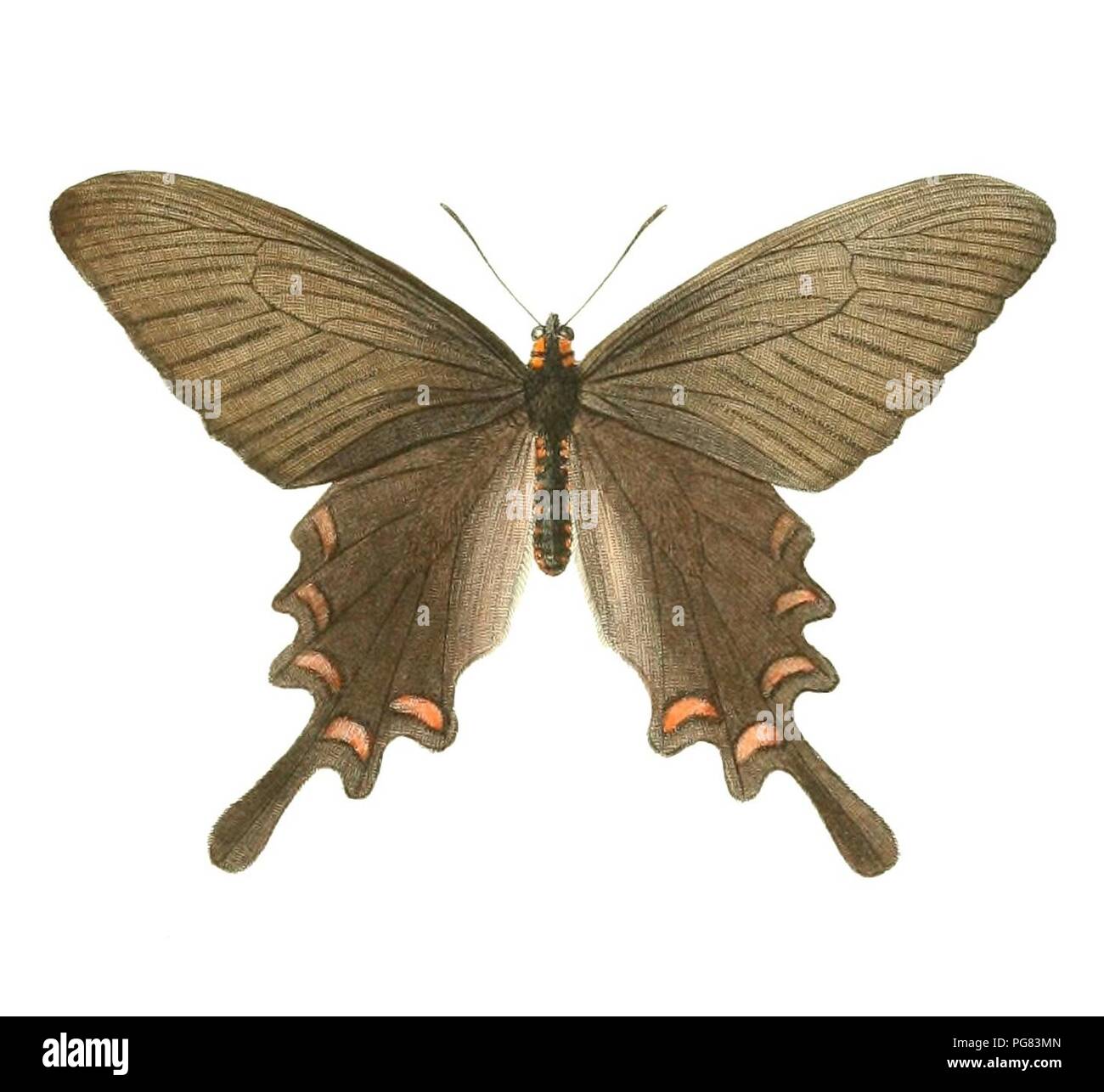 Alcinous hi-res stock photography and images - Alamy