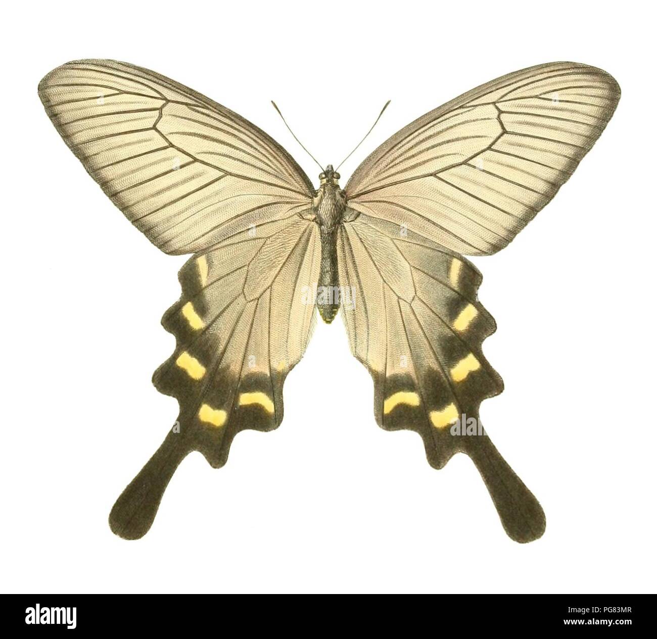 Alcinous High Resolution Stock Photography and Images - Alamy