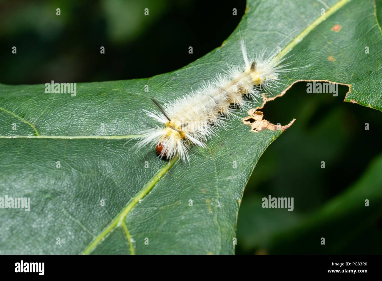 Stinging hickory tussock moth - Lophocampa caryae Stock Photo - Alamy