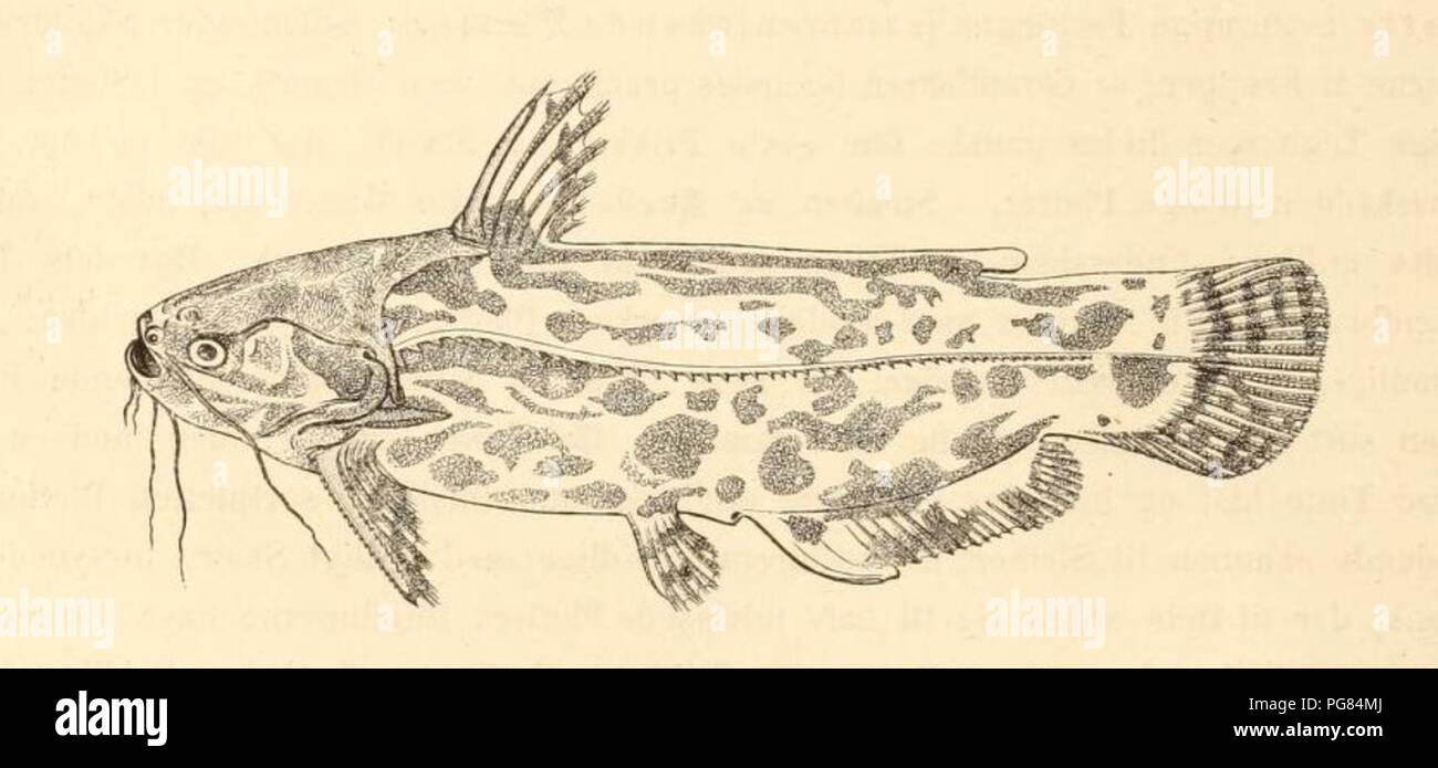 Auchenipterus lacustris from Lütken 1875 Stock Photo - Alamy