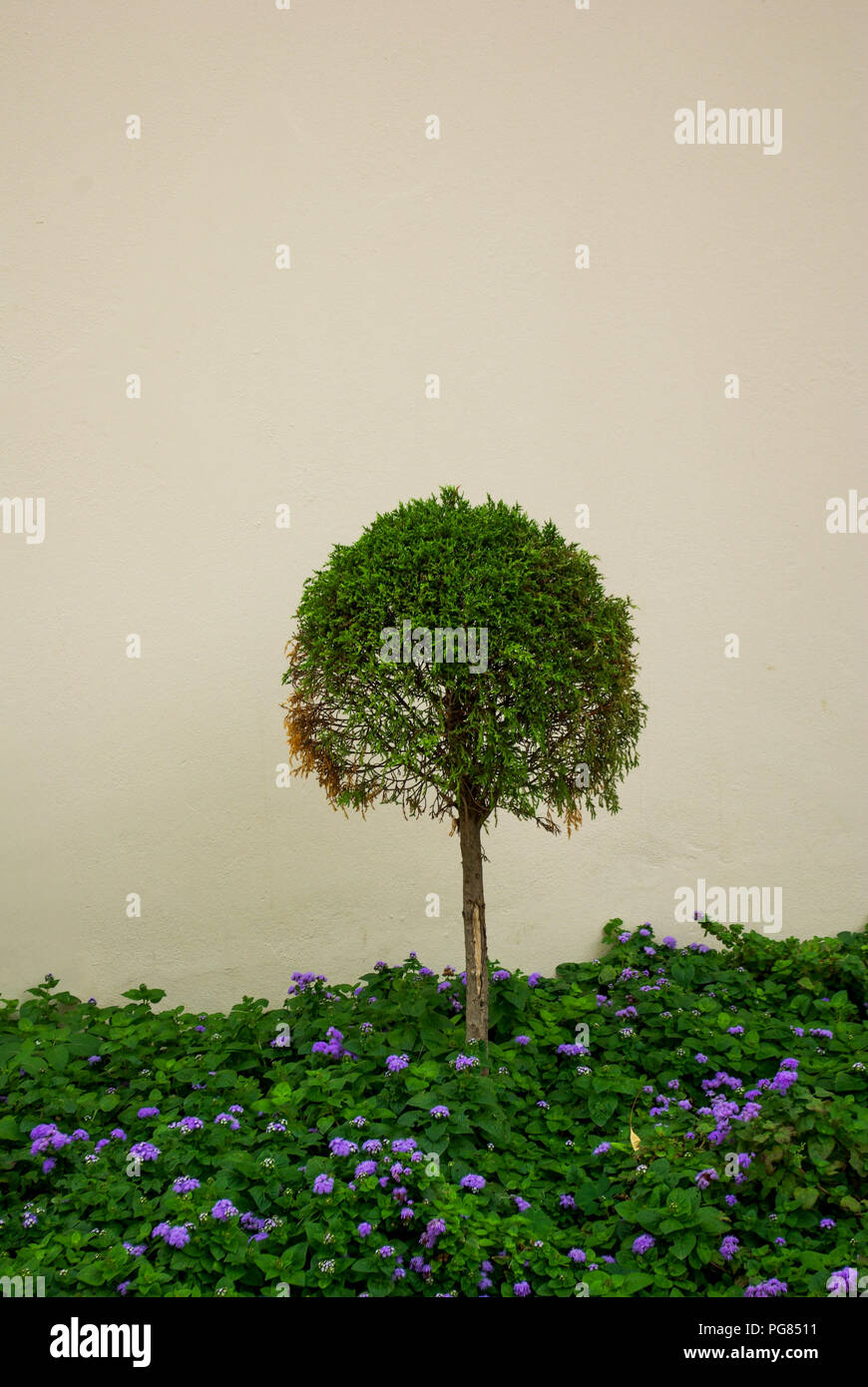 Green young cedar tree in nature Stock Photo - Alamy